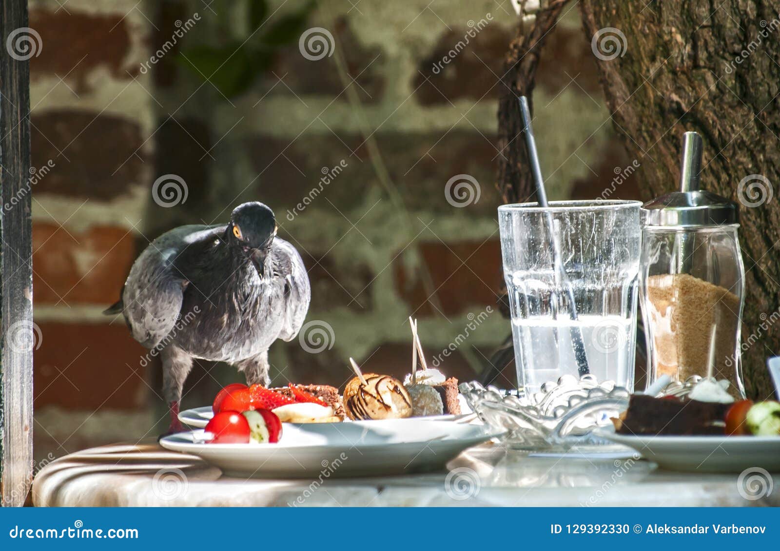 Paloma Que Come La Comida De La Tabla Del Restaurante Foto de archivo ...