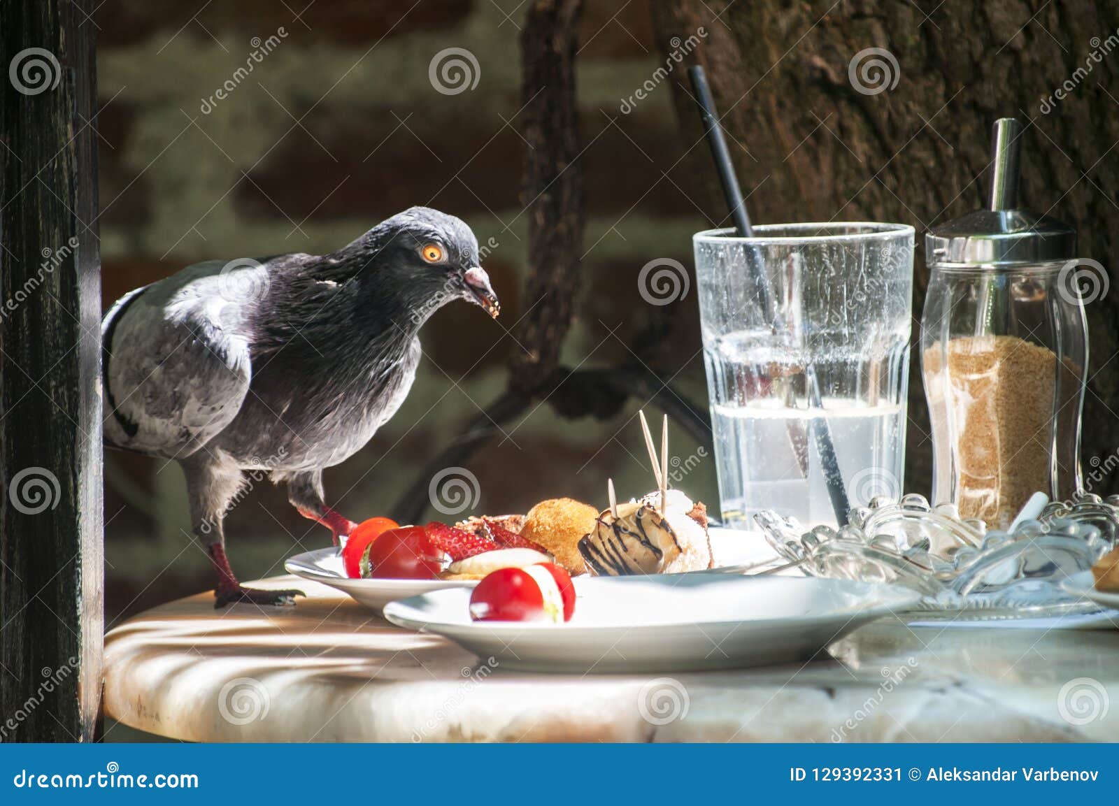 Paloma Que Come La Comida De La Tabla Del Restaurante Imagen de archivo ...