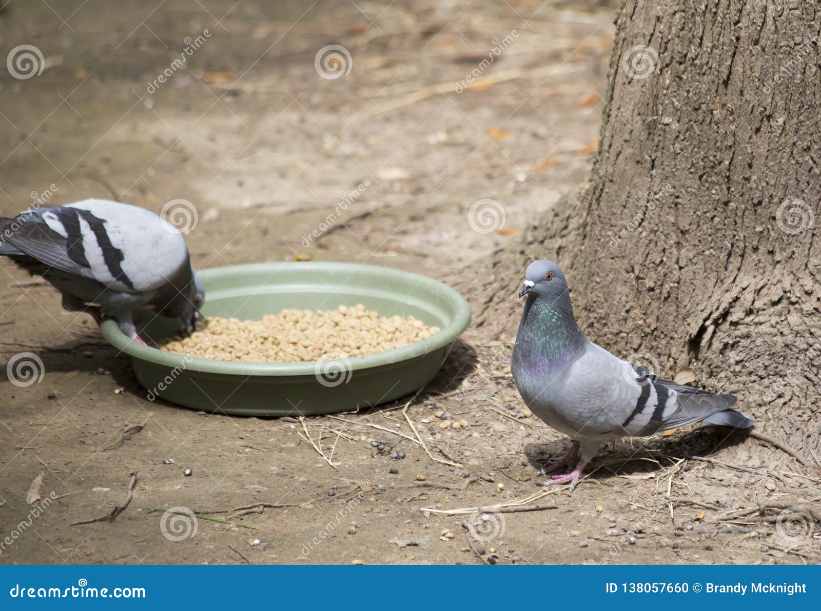 Paloma Que Come La Comida Del Cuenco Foto de archivo - Imagen de paloma ...