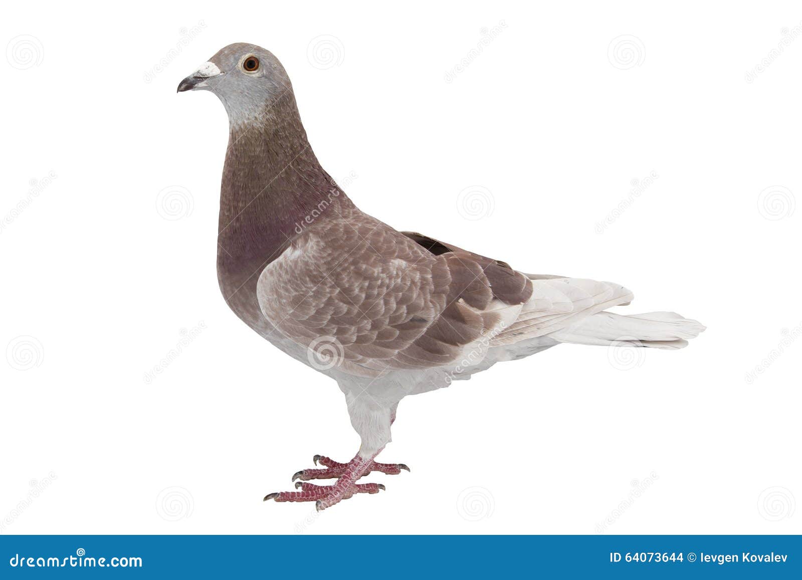 Paloma Roja Del Deporte Aislada En Blanco Foto de archivo - Imagen de ...