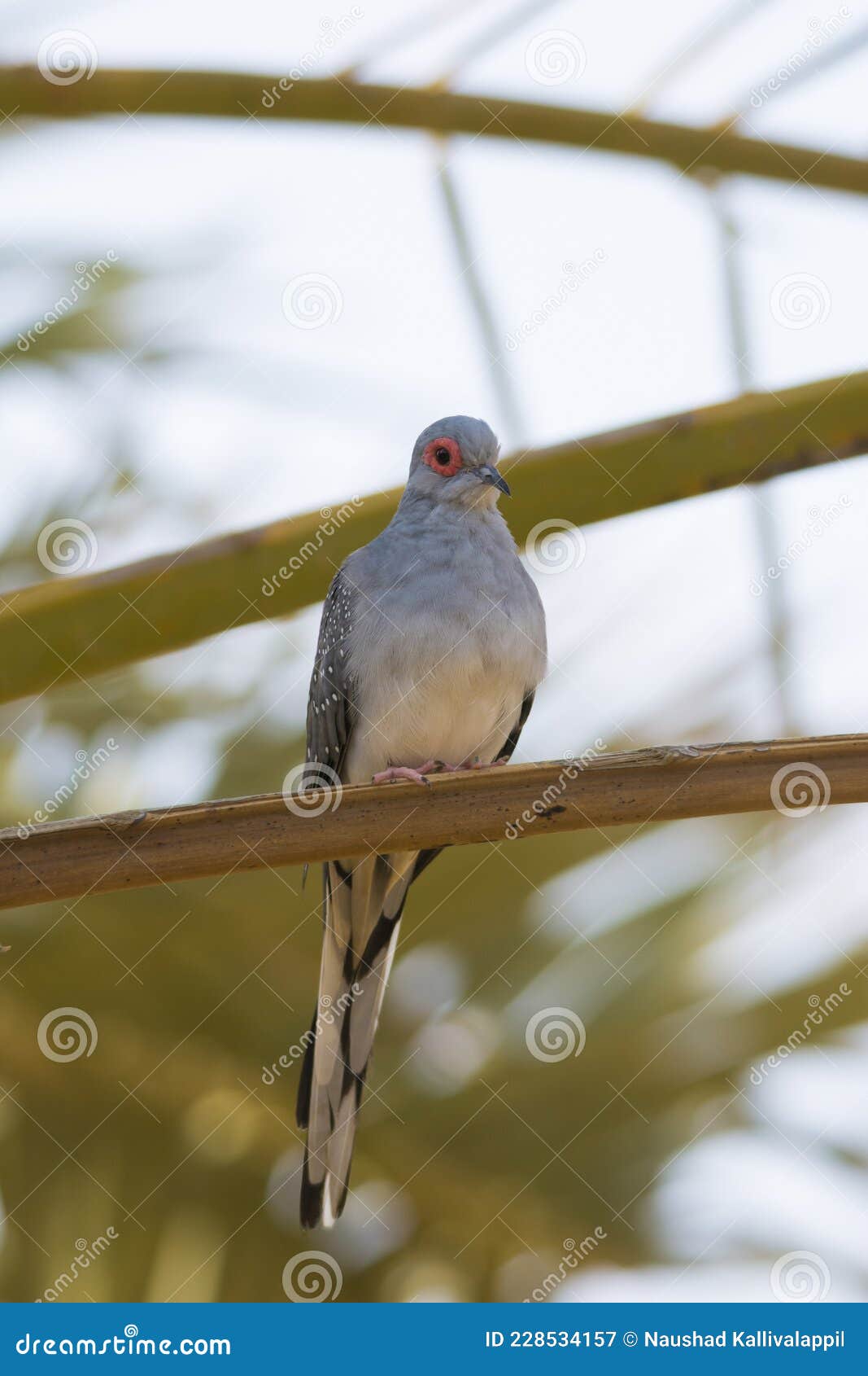 Paloma rojiza imagen de archivo. Imagen de elemento - 228534157