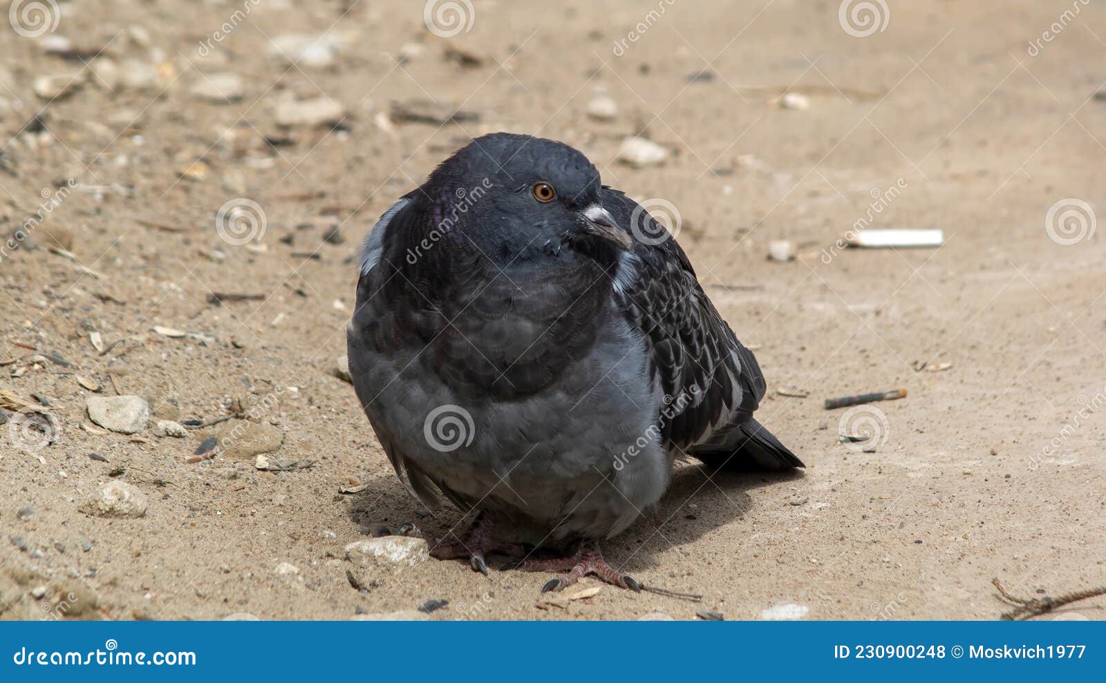 Paloma Sentada En El Suelo En El Parque Foto de archivo - Imagen de ...