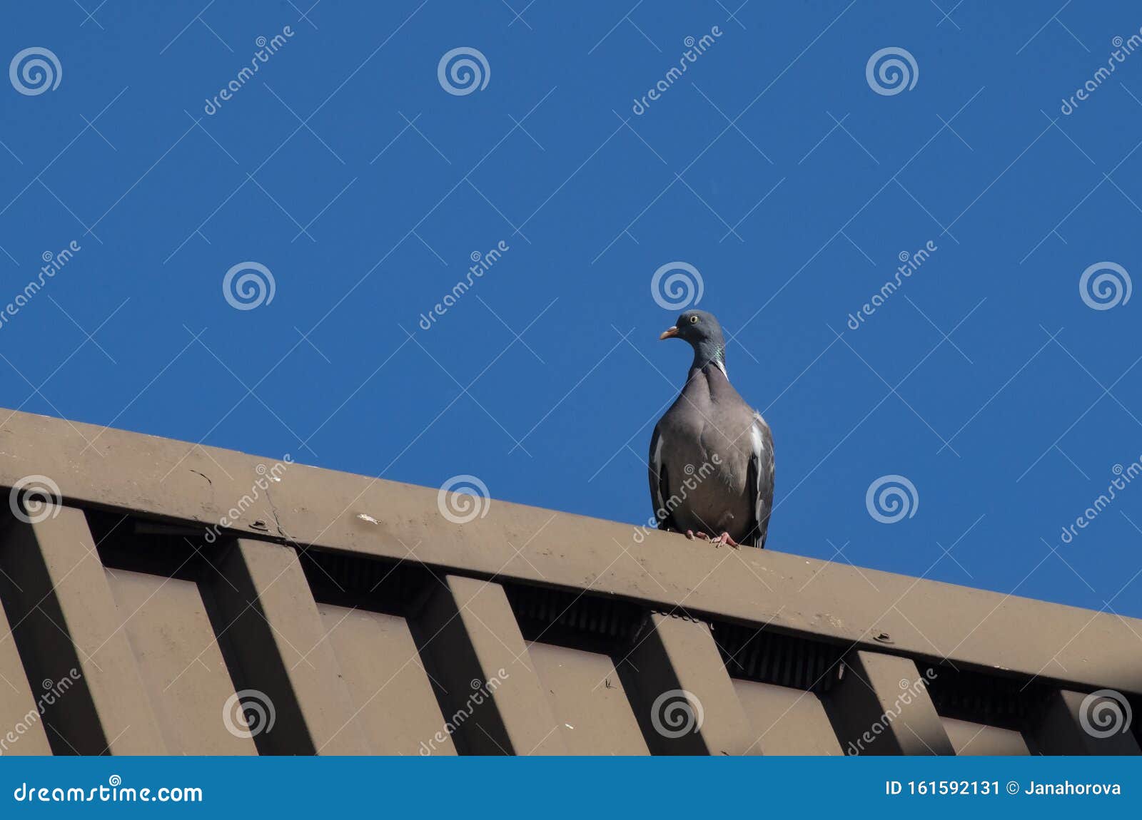 Paloma Sentada En El Techo, Cielo Azul De Verano Imagen de archivo ...