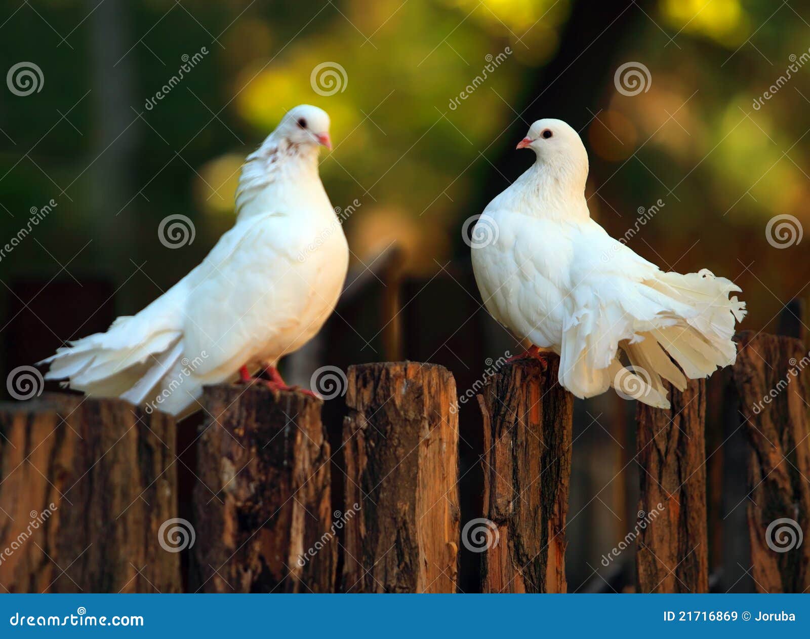Palomas Imágenes de archivo libres de regalías - Imagen: 21716869