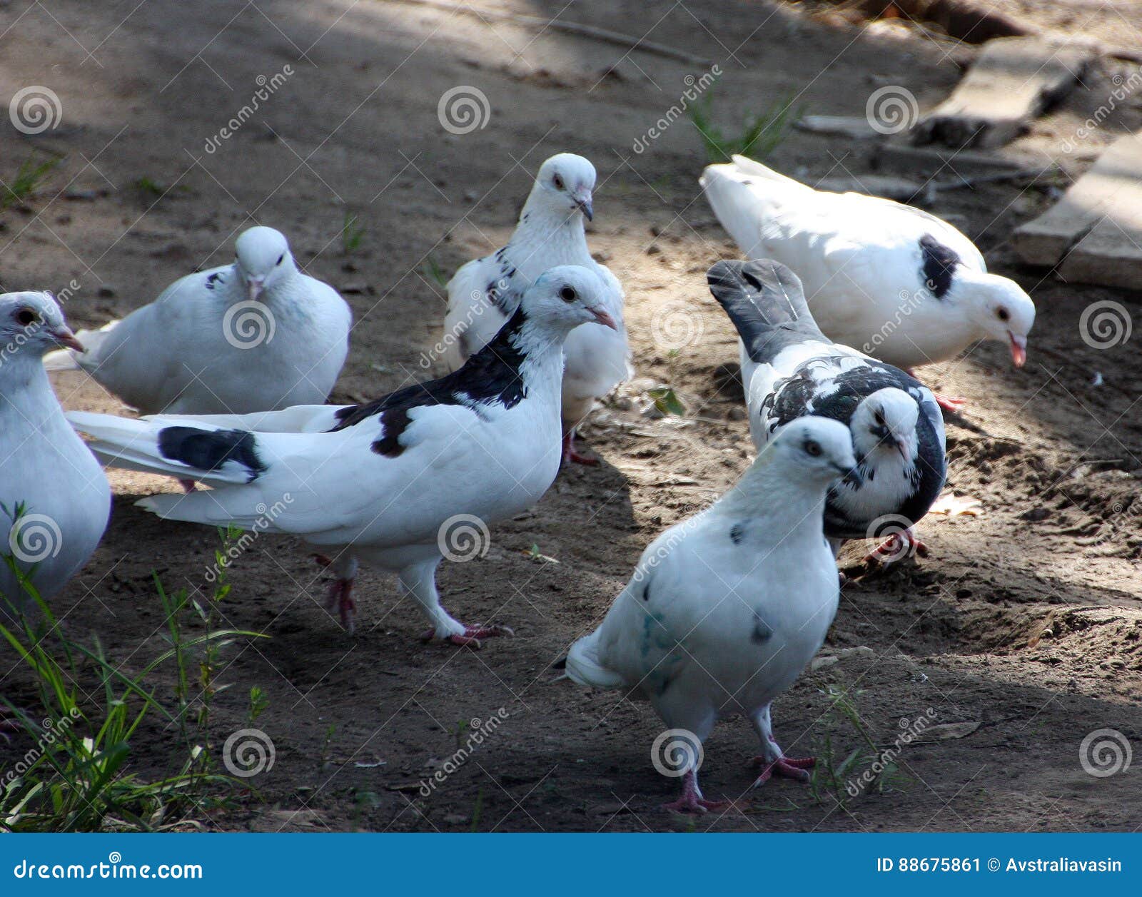 Palomas Azul-grises Comunes En La Ciudad Imagen de archivo - Imagen de ...