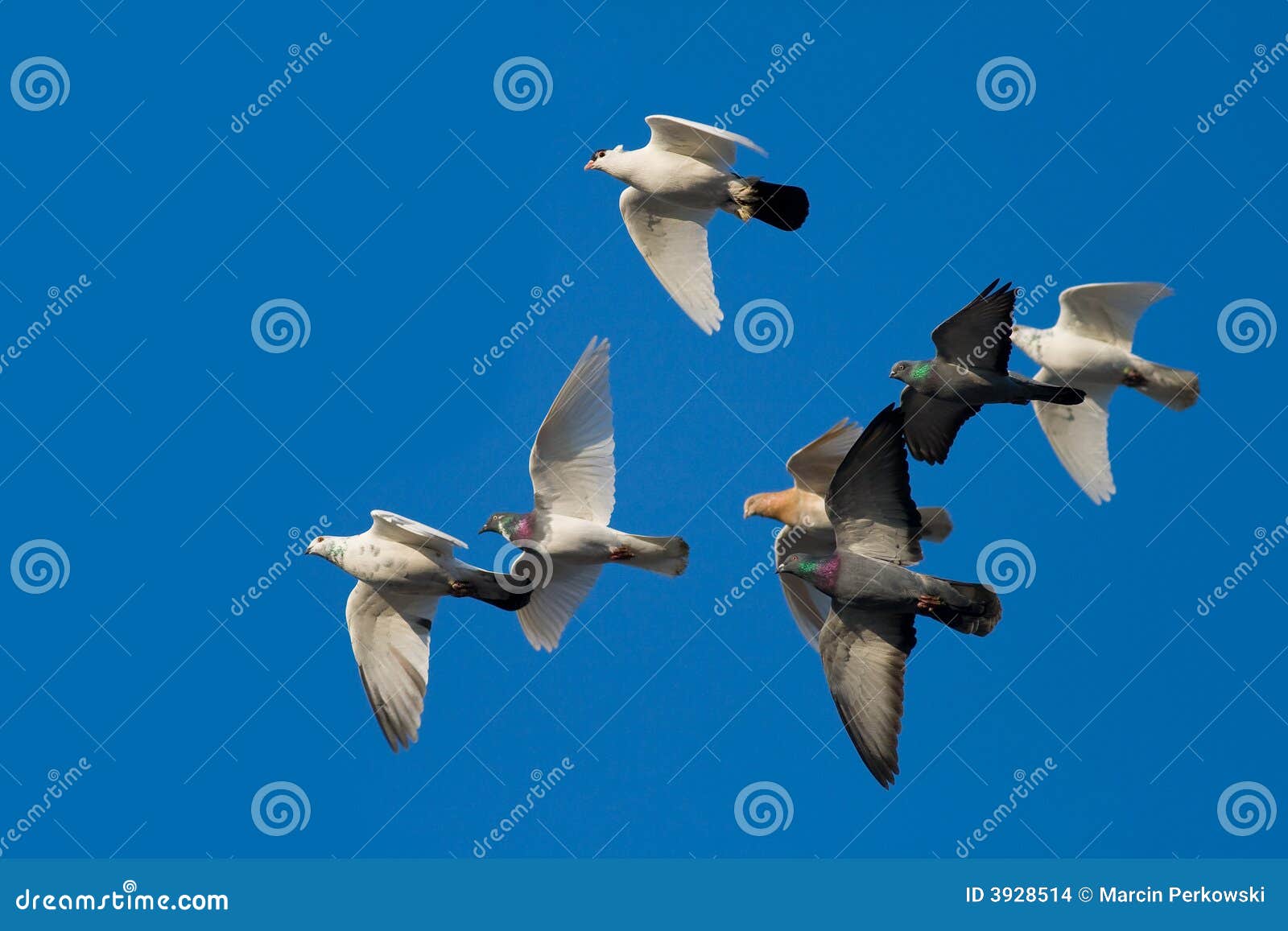 Palomas Blancas En El Cielo Azul Foto de archivo - Imagen de fondo ...
