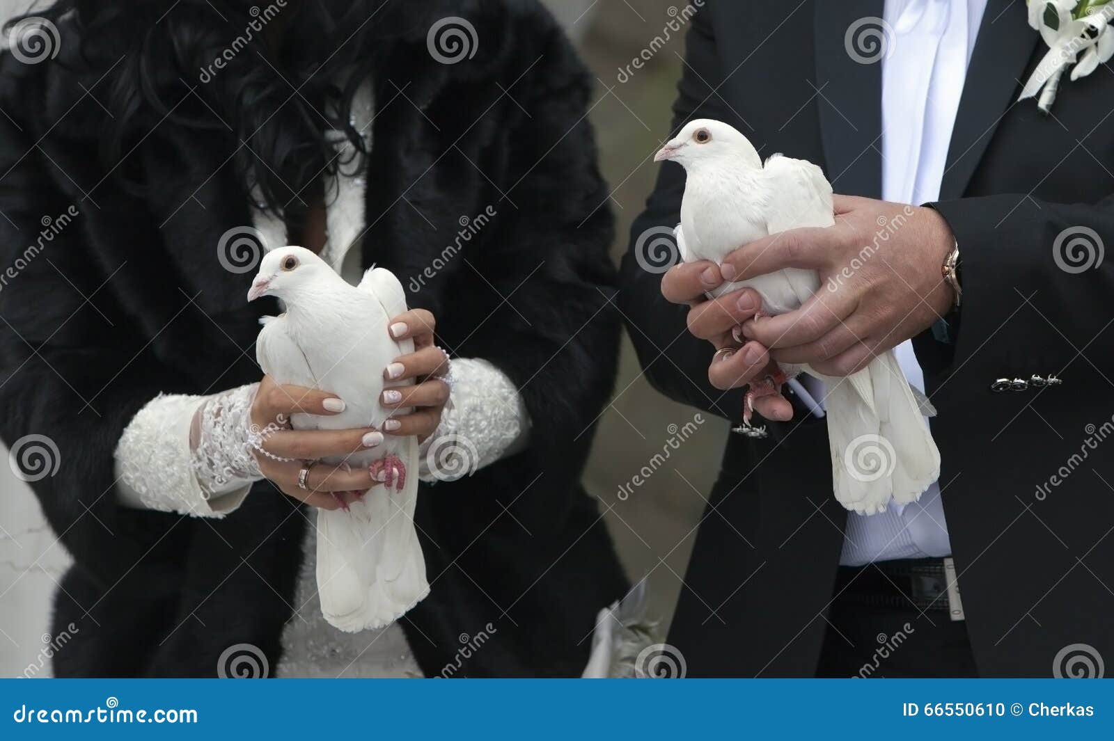 Palomas Blancas En Las Manos Foto de archivo - Imagen de muchacha, piel ...