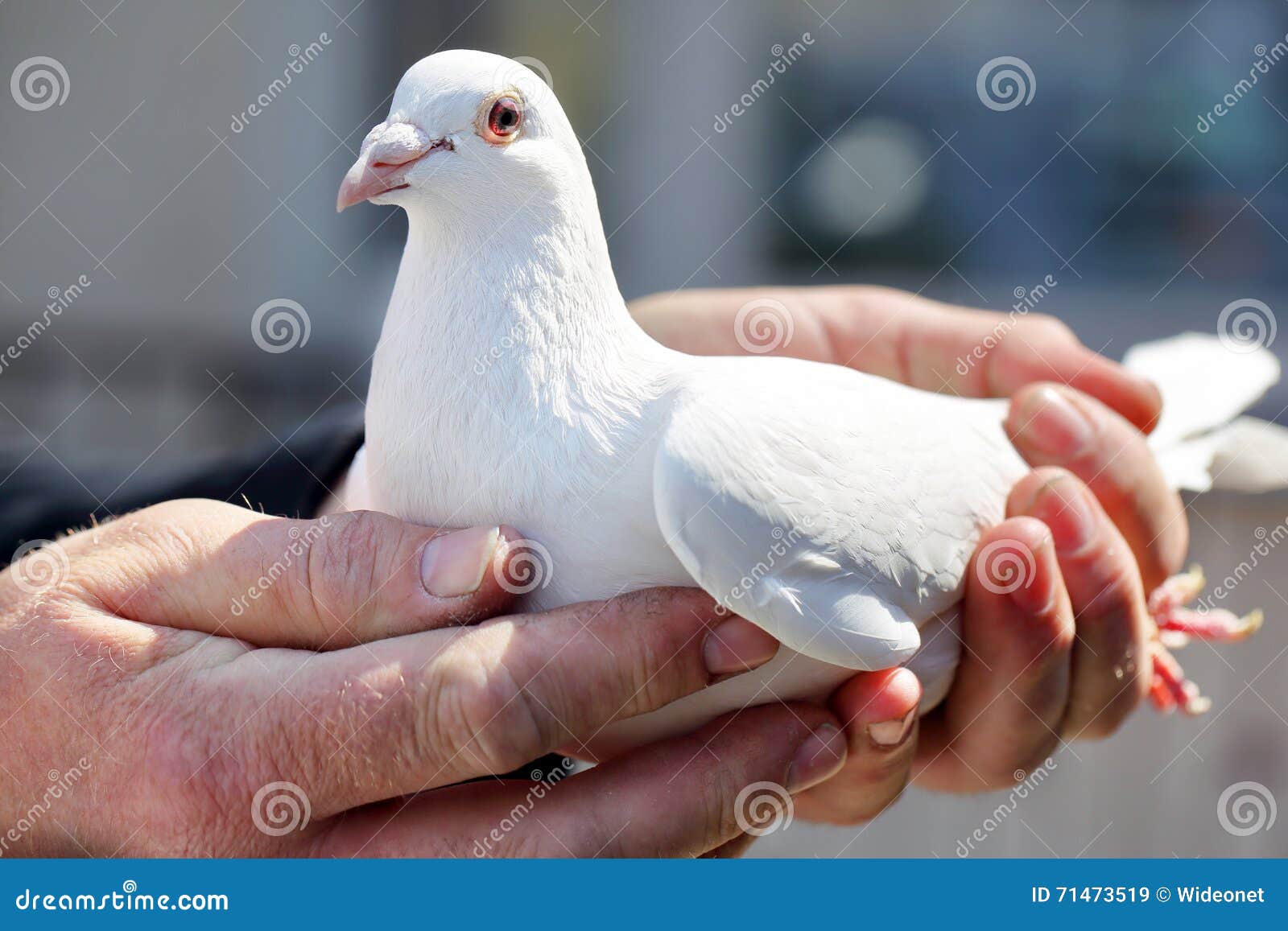 Palomas Blancas En Las Manos De Criadores Imagen de archivo - Imagen de ...