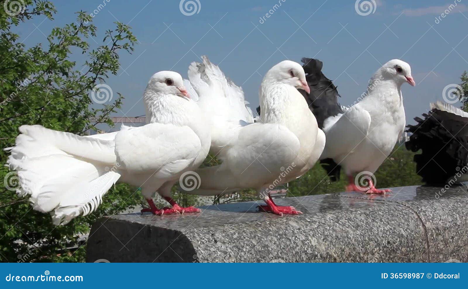 Palomas Blancas Hermosas Del Pavo Real Almacen De Video - Vídeo de ...