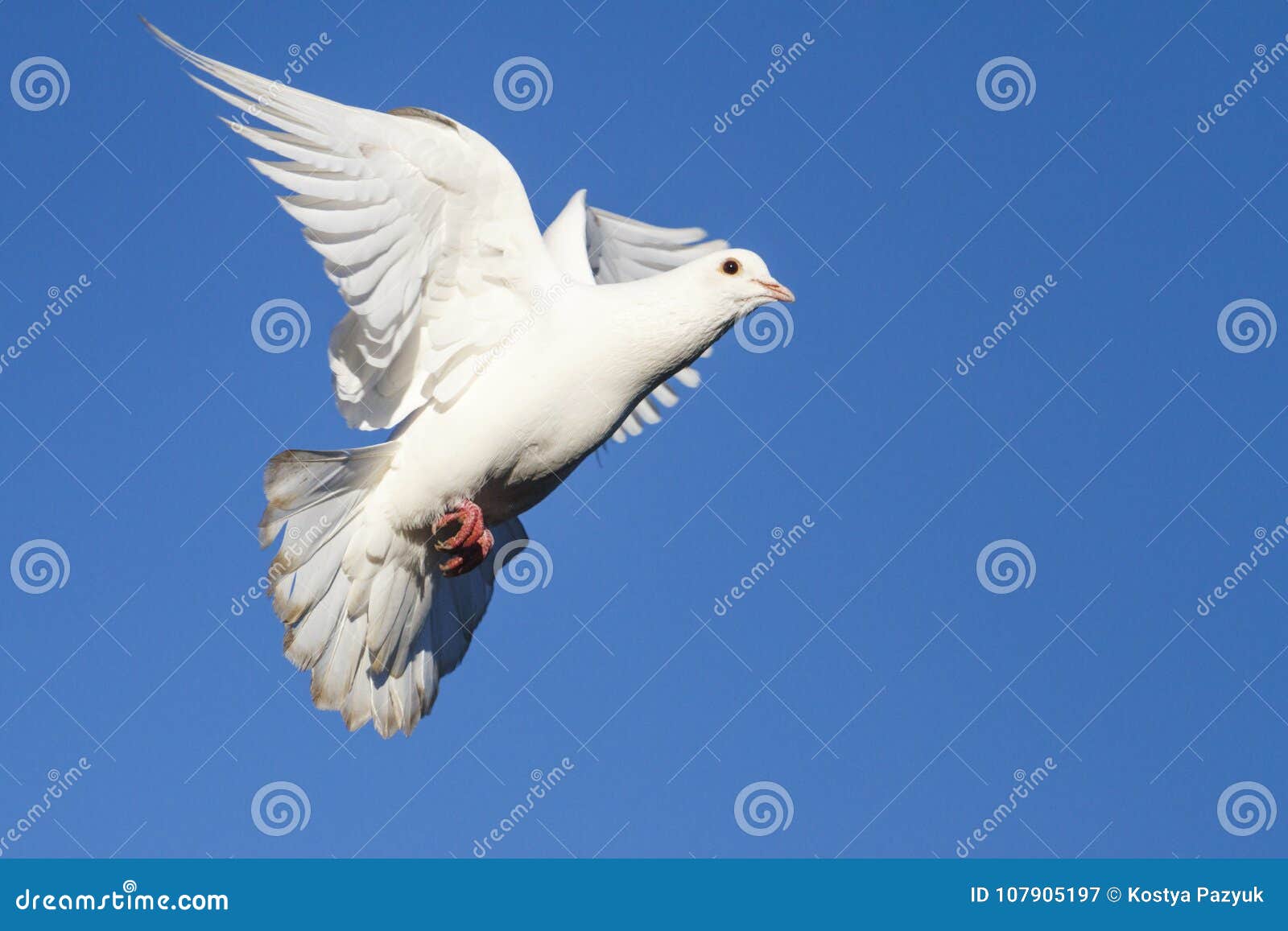 Palomas Blancas Hermosas En El Cielo Azul Imagen de archivo - Imagen de ...