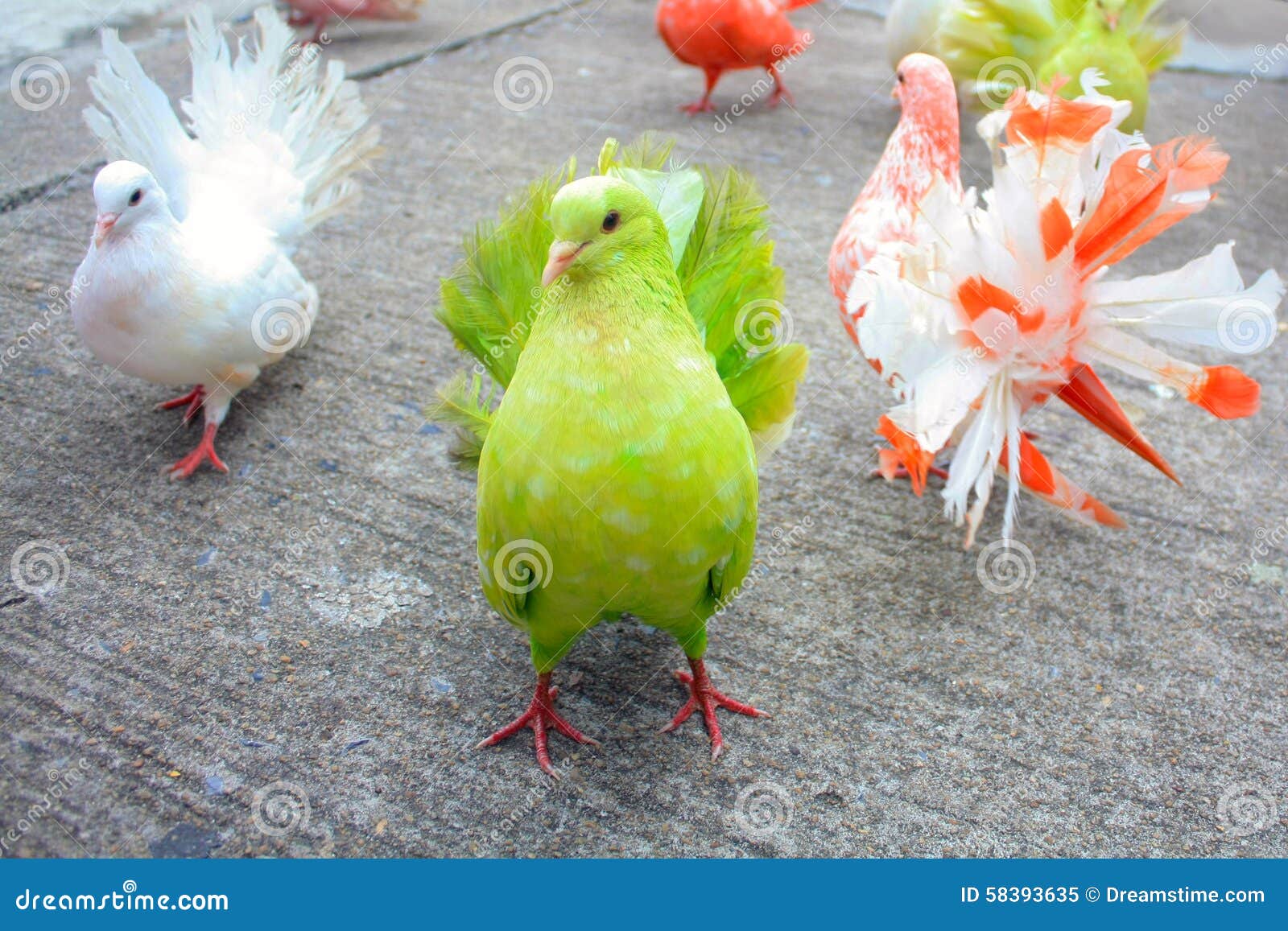 Palomas coloreadas imagen de archivo. Imagen de granja - 58393635