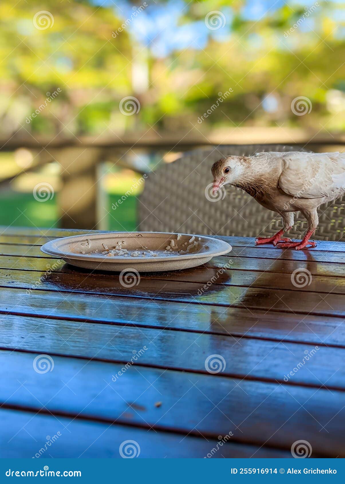 Palomas Comiendo Comida En Un Restaurante En Hawaii Foto de archivo ...
