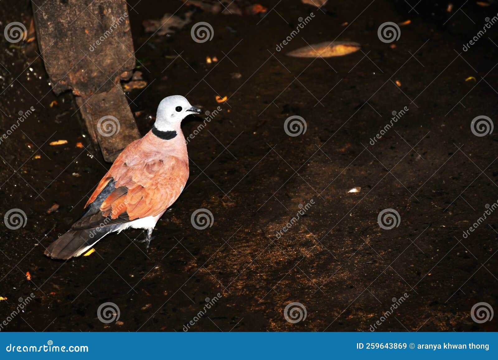 Palomas Con Luces Marrones Rojizas En El Suelo Oscuro Imagen de archivo ...