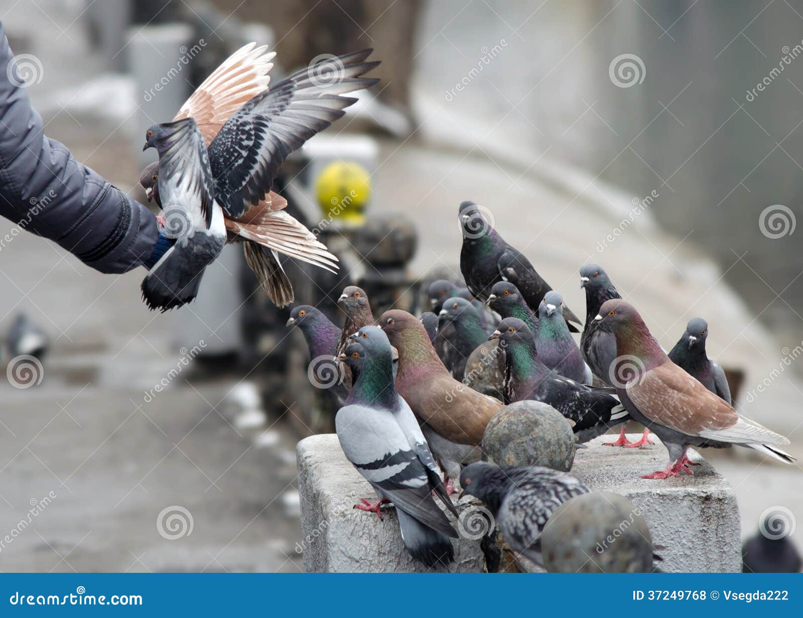 Palomas De Alimentación Con Sus Manos Foto de archivo - Imagen de cubo ...