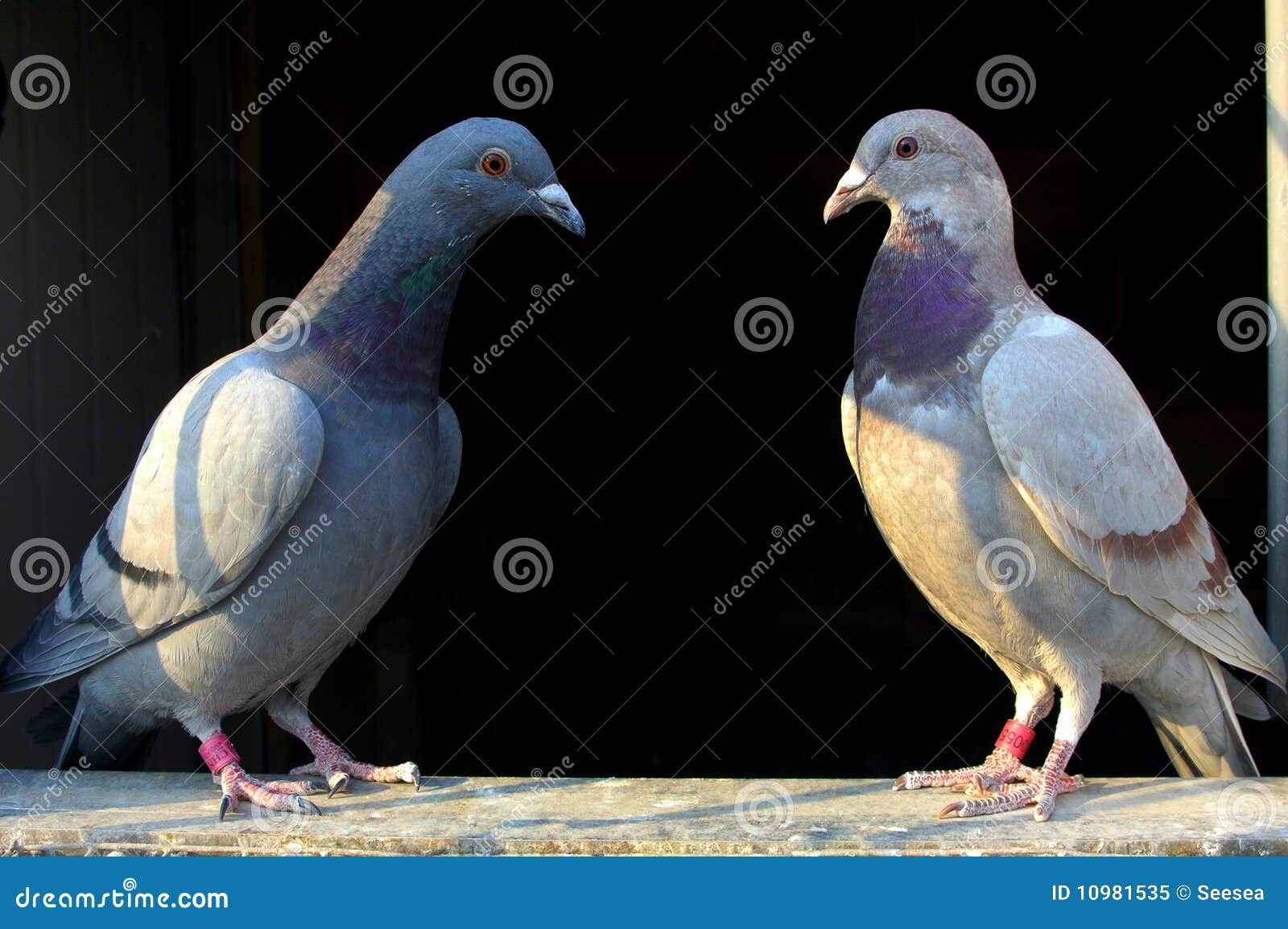 Palomas de los pares imagen de archivo. Imagen de amor - 10981535