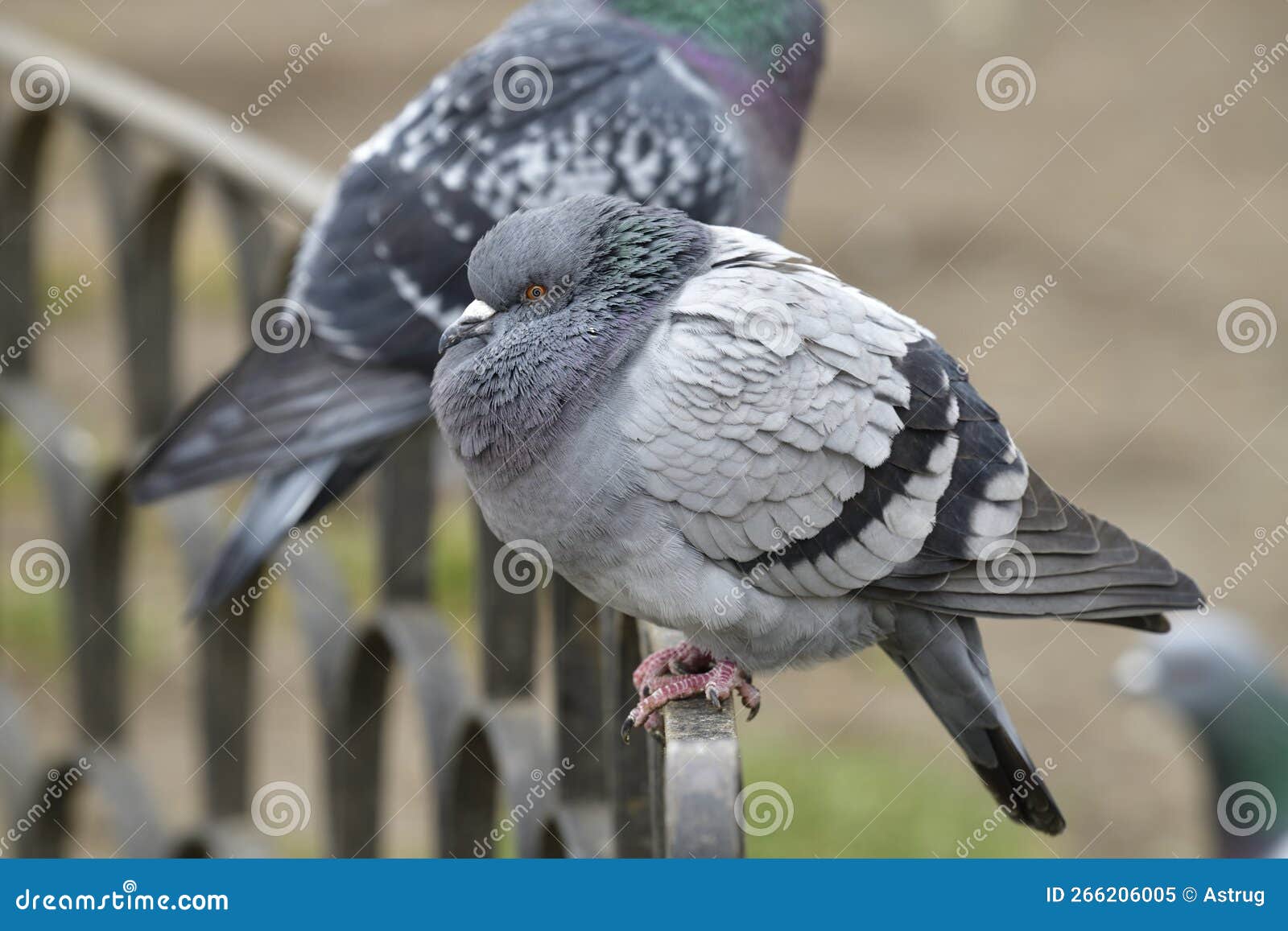 Palomas imagen de archivo. Imagen de alas, blanco, salvaje - 266206005