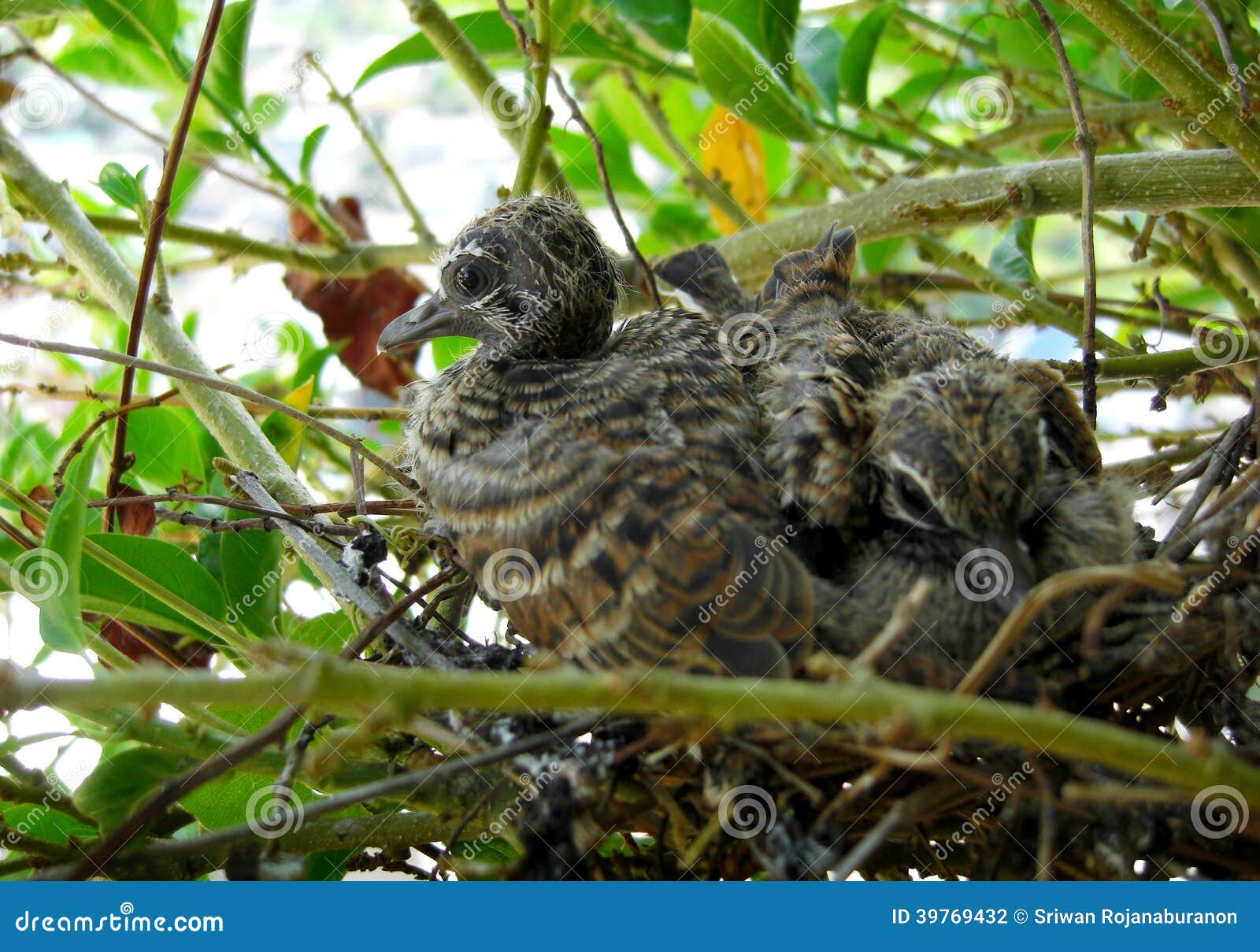 Palomas del bebé foto de archivo. Imagen de asia, cubo - 39769432