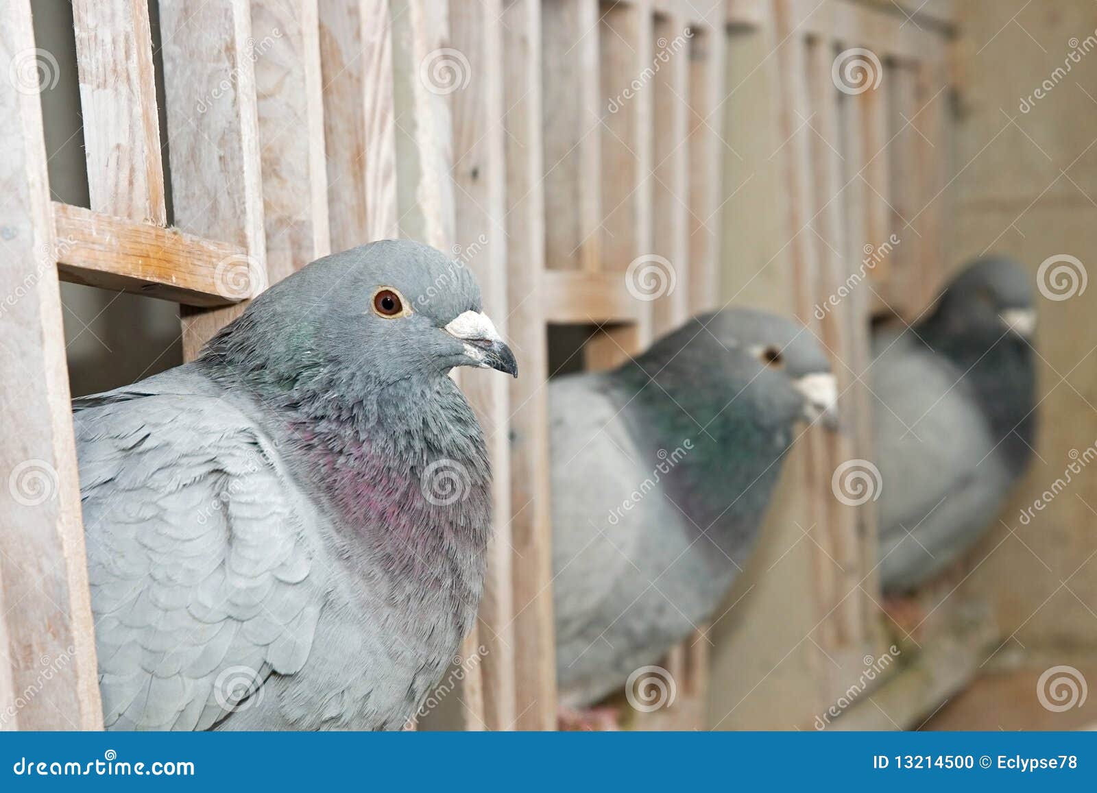 Palomas dentro del palomar foto de archivo. Imagen de tonel - 13214500