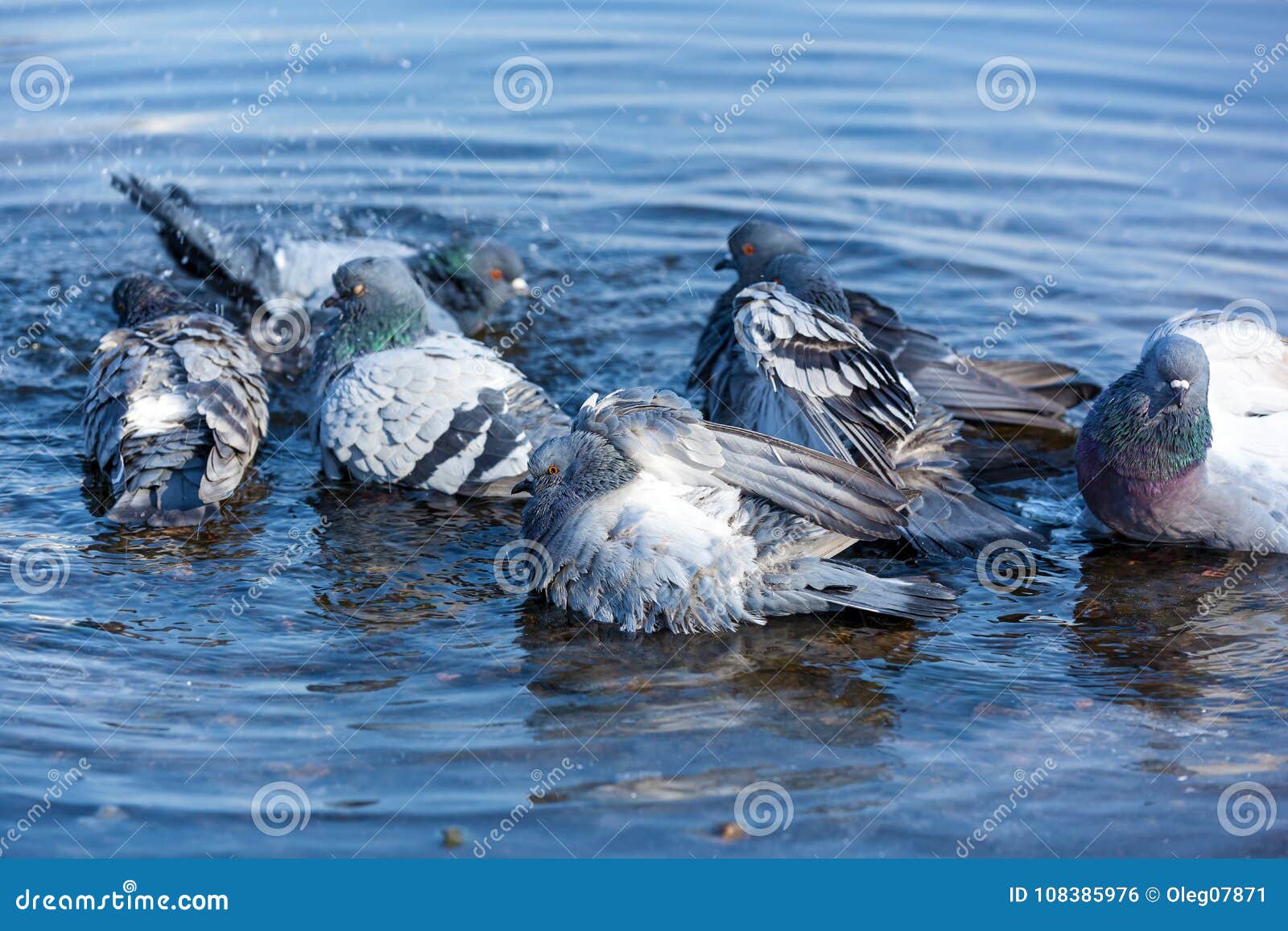 Palomas en el agua foto de archivo. Imagen de resorte - 108385976