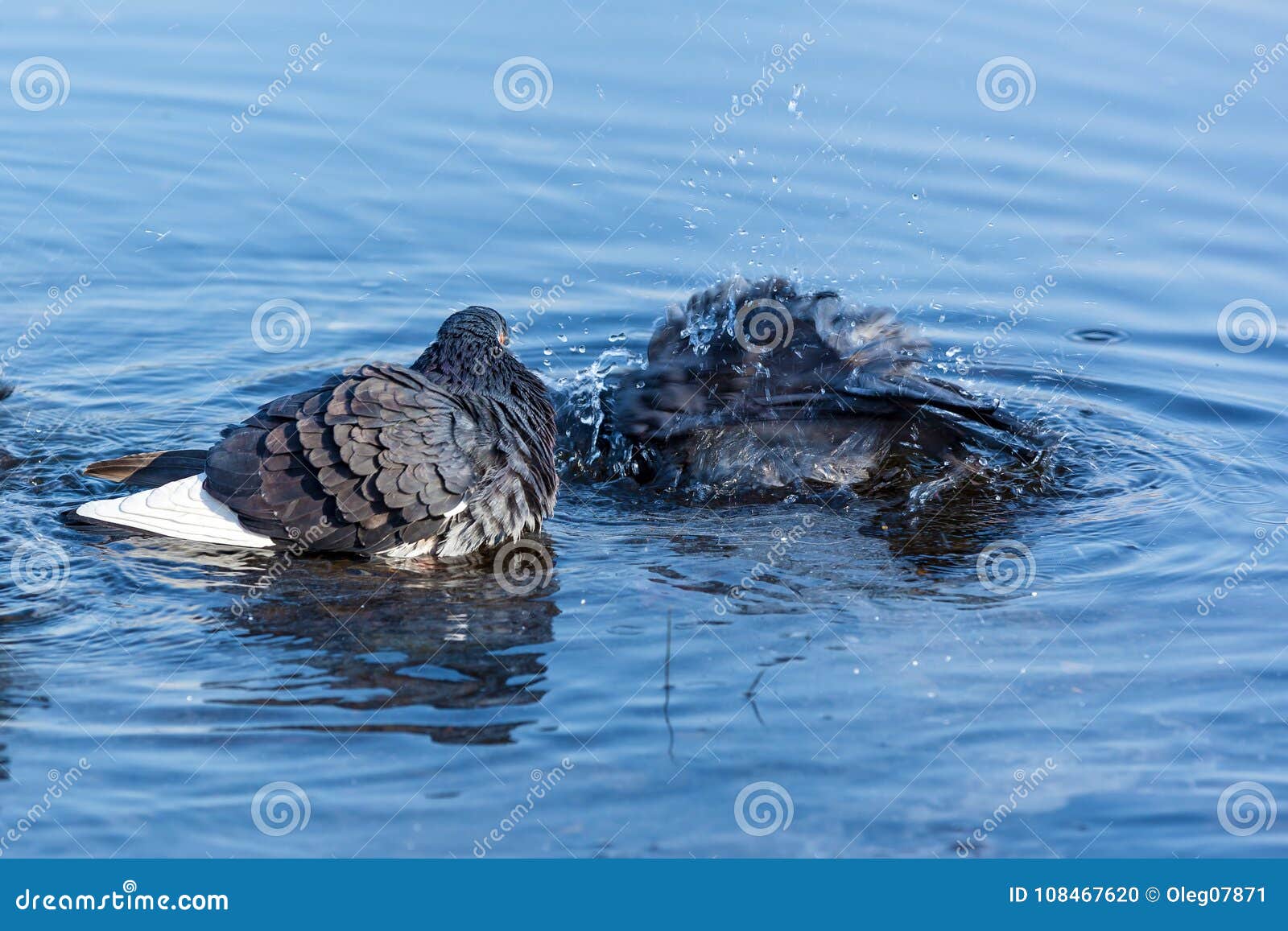 Palomas en el agua foto de archivo. Imagen de urbano - 108467620