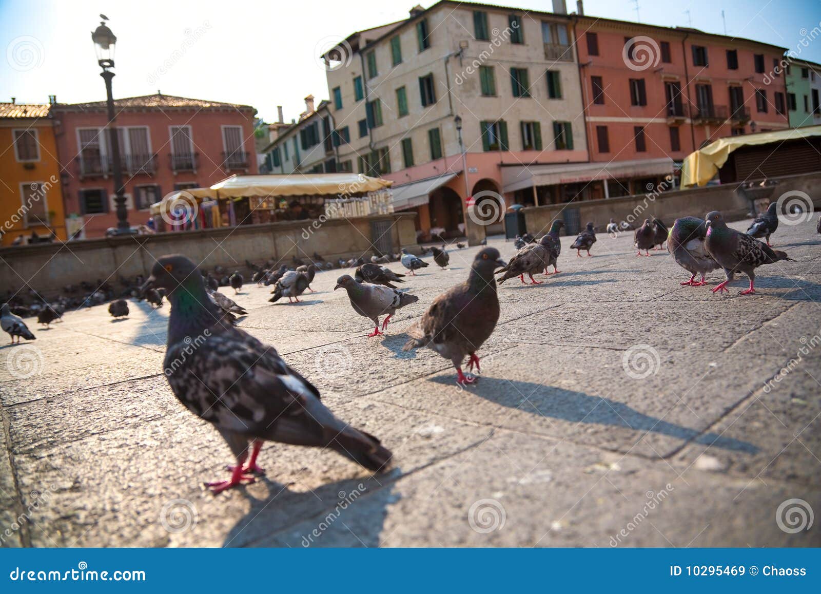Palomas en una ciudad imagen de archivo. Imagen de acera - 10295469