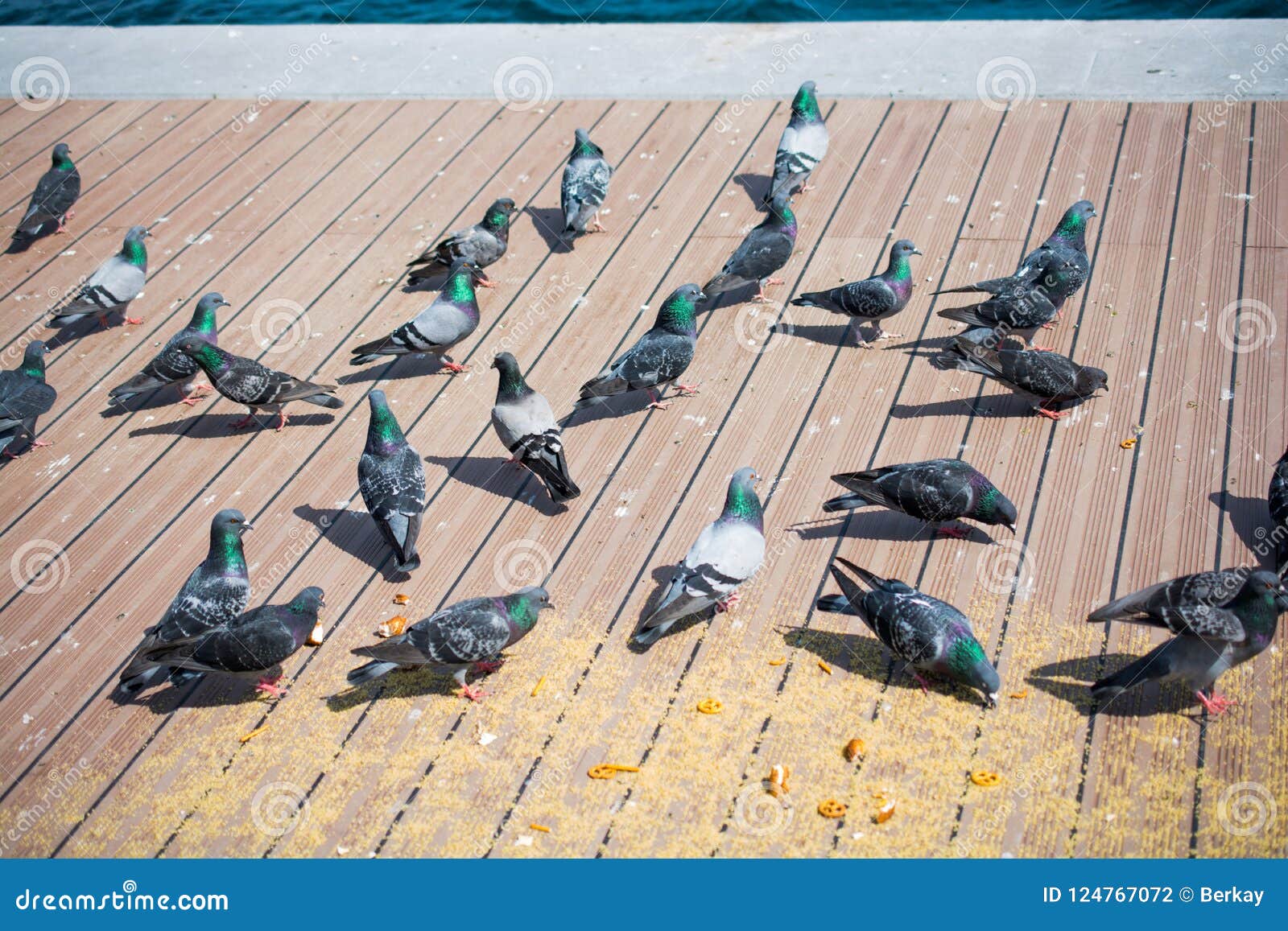 Palomas hermosas foto de archivo. Imagen de fauna, azul - 124767072