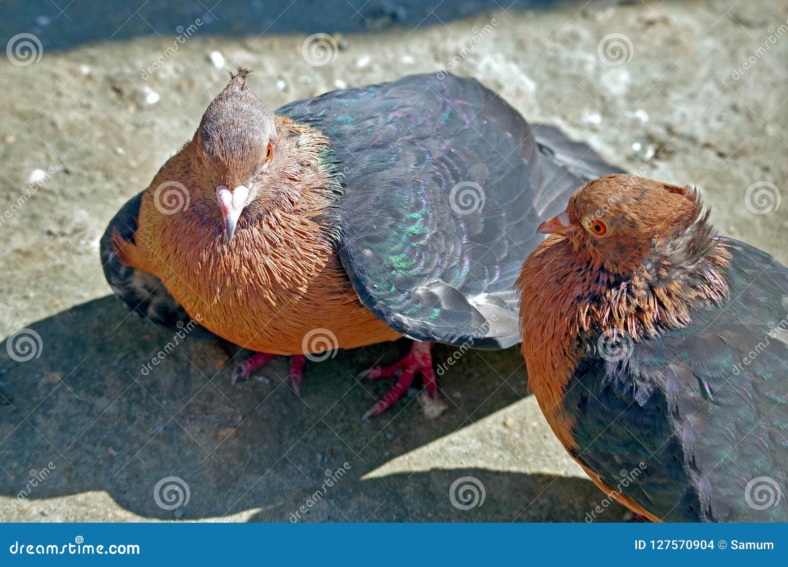 Palomas Hermosas En Un Paseo Foto de archivo - Imagen de pluma, paloma ...
