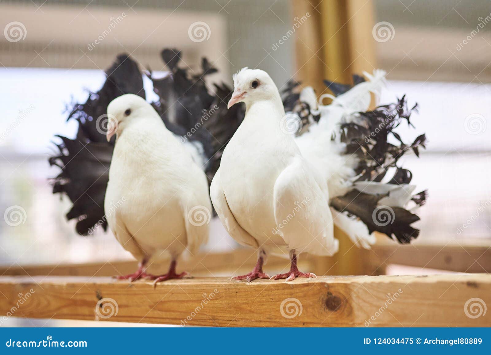 Palomas Hermosas Lindas En El Zoo-granja Imagen de archivo - Imagen de ...