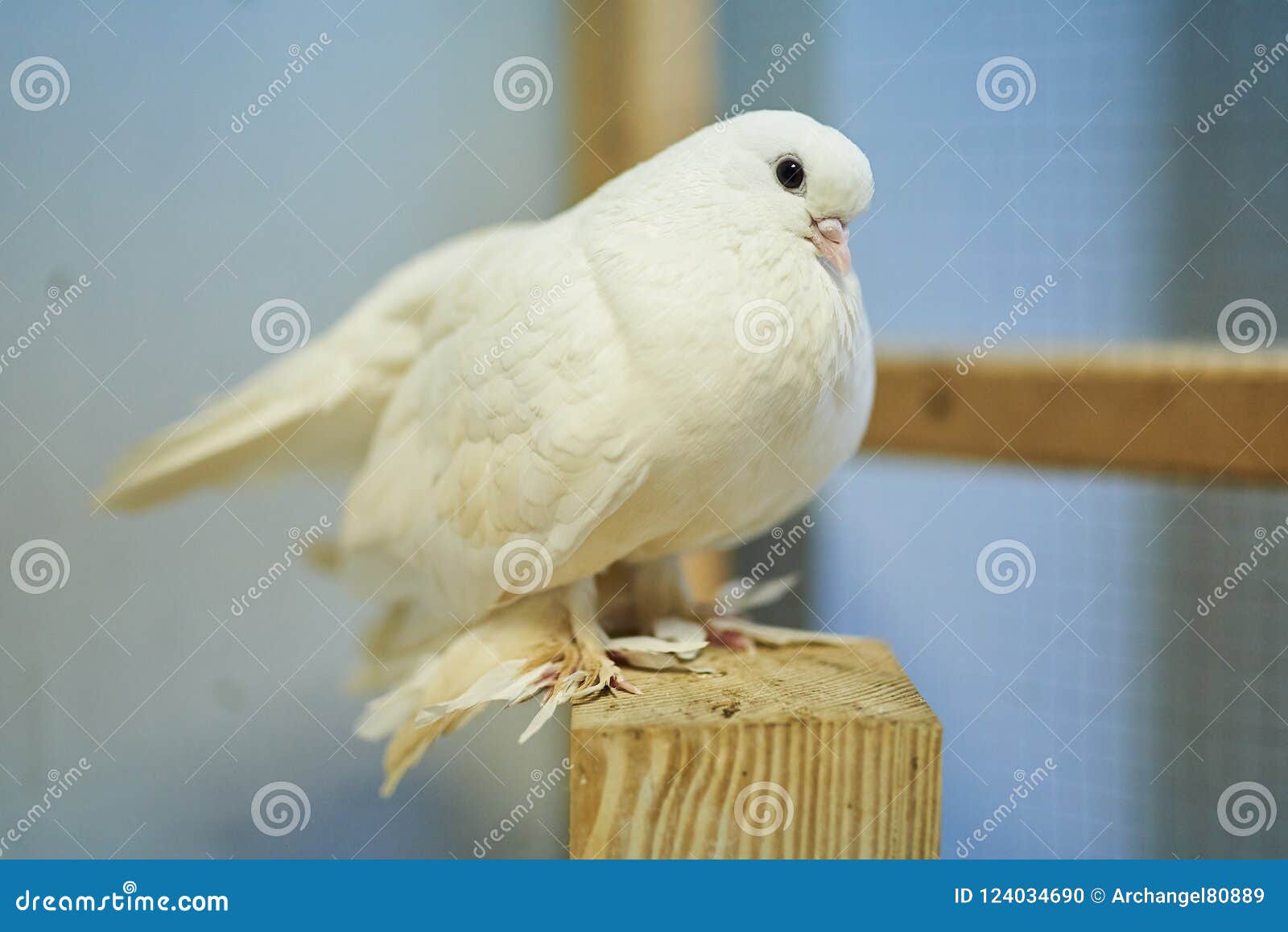Palomas Hermosas Lindas En El Zoo-granja Foto de archivo - Imagen de ...