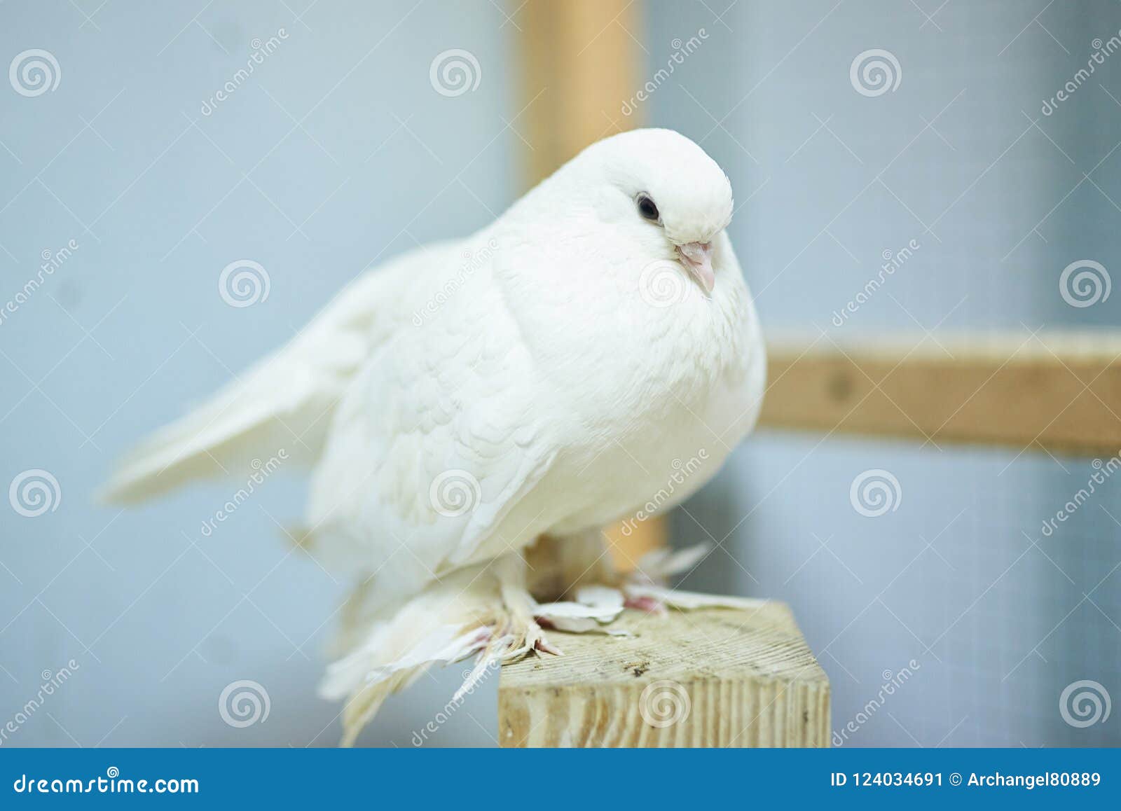 Palomas Hermosas Lindas En El Zoo-granja Imagen de archivo - Imagen de ...