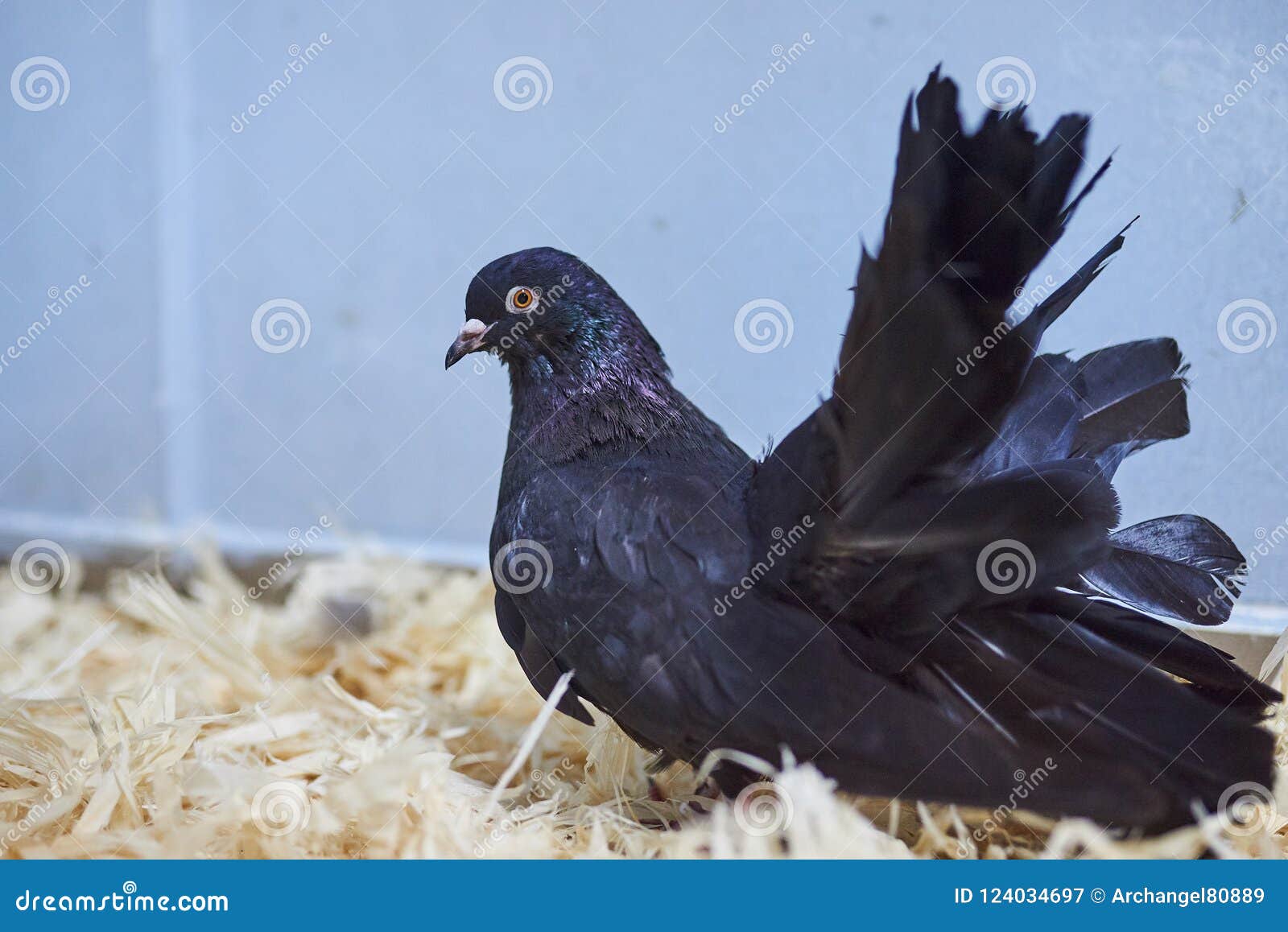 Palomas Hermosas Lindas En El Zoo-granja Imagen de archivo - Imagen de ...