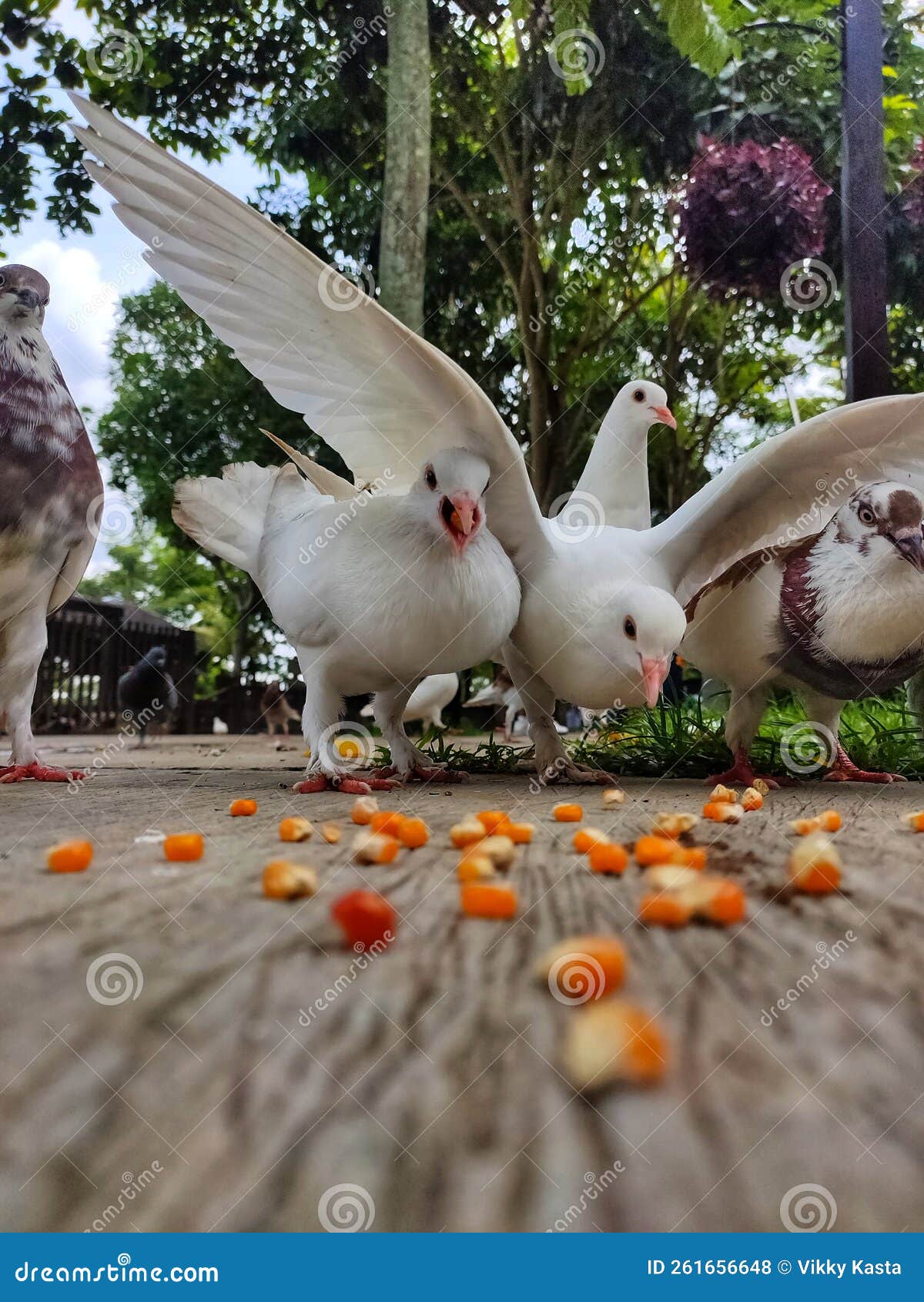 Palomas Peleando Por Comida En El Patio Foto de archivo - Imagen de ...