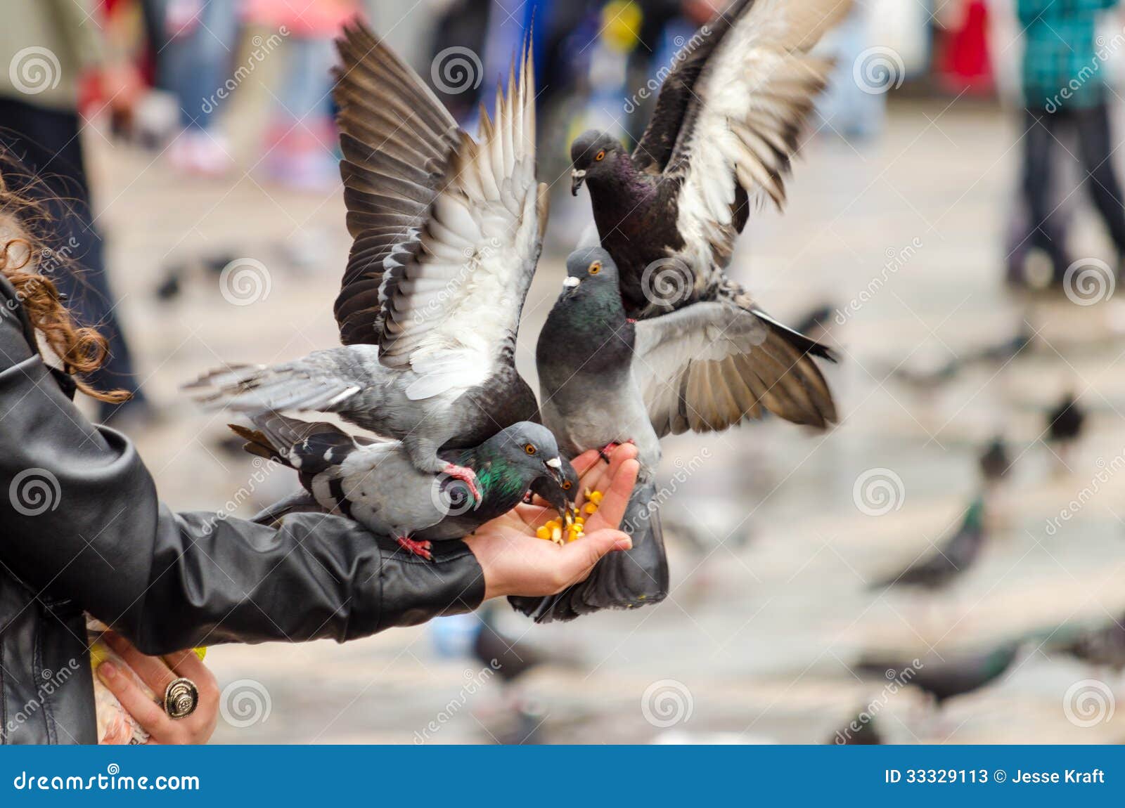 Palomas Que Comen De La Mano Imagen de archivo - Imagen de vacaciones ...