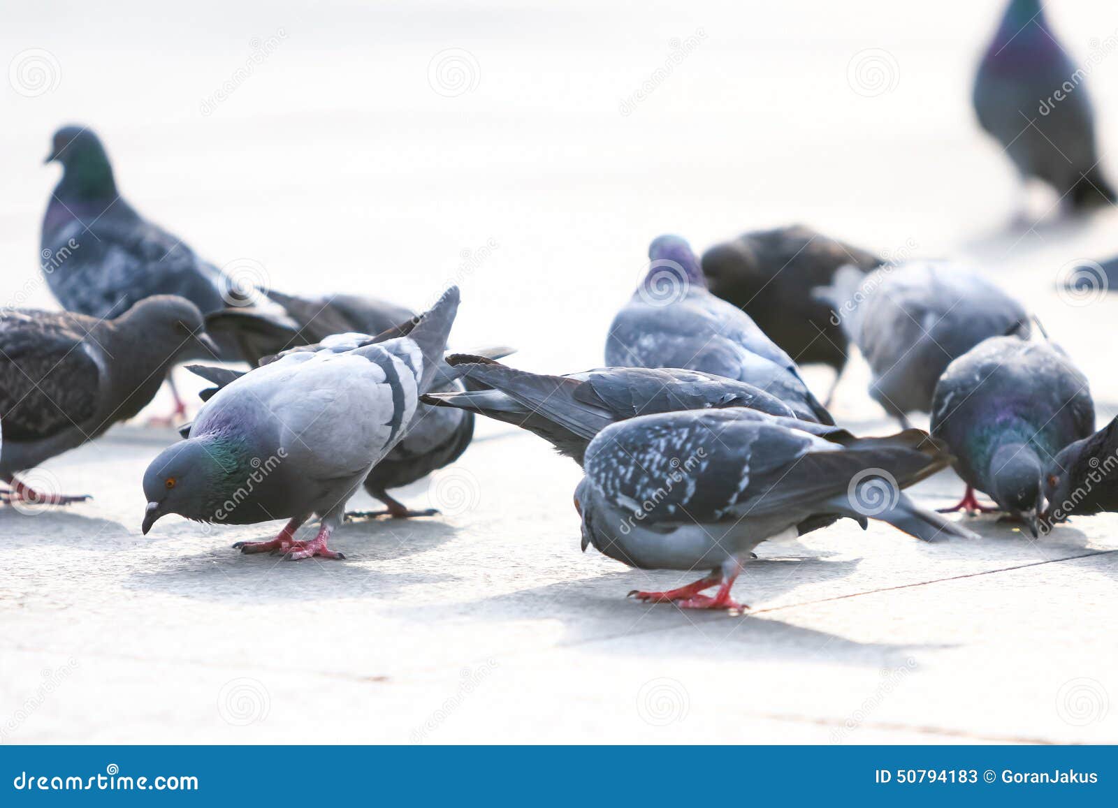 Palomas Que Comen Las Migas Imagen de archivo - Imagen de rojo, plumas ...
