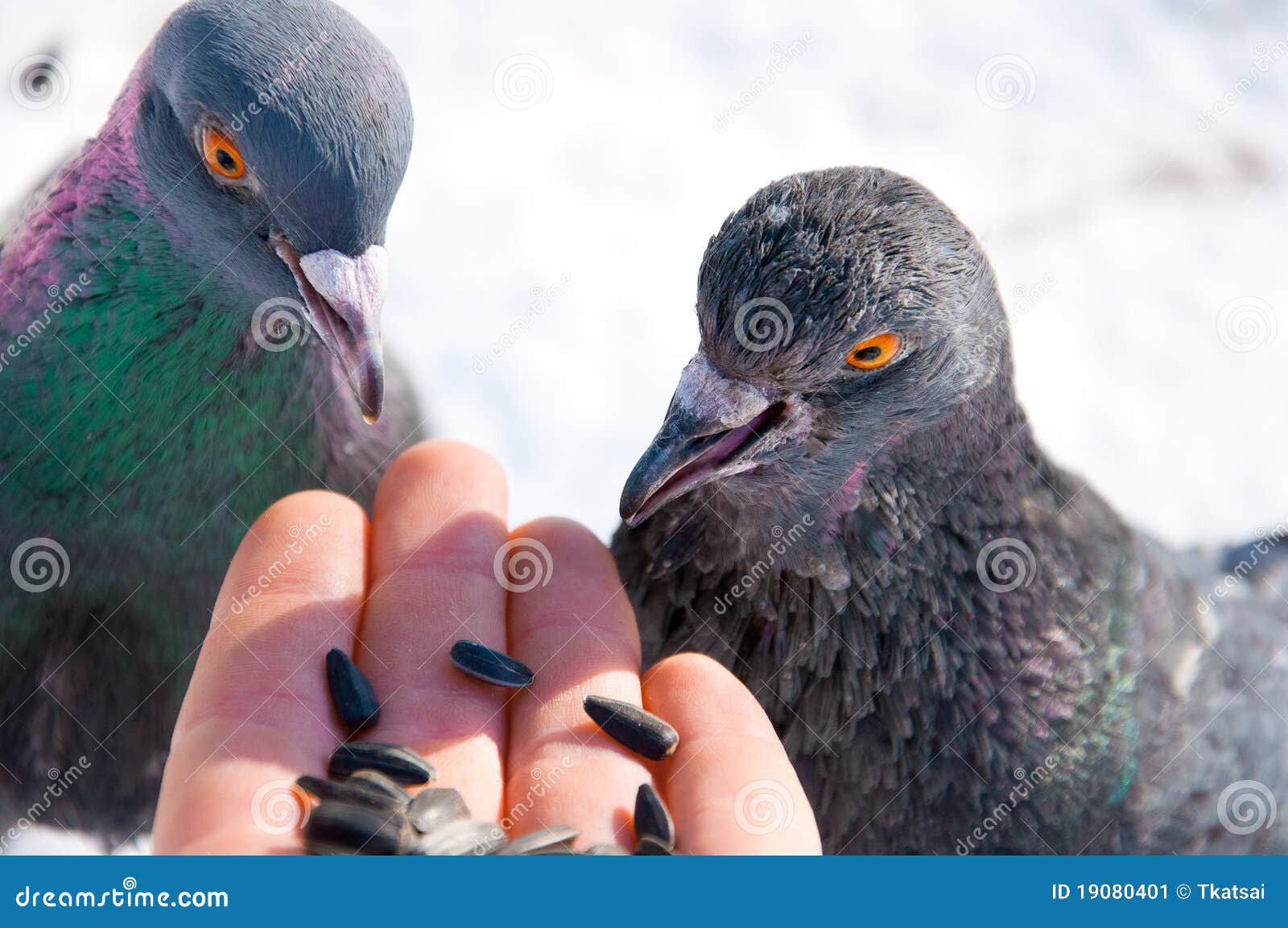 Palomas Que Introducen De La Mano Imagen de archivo - Imagen de pico ...