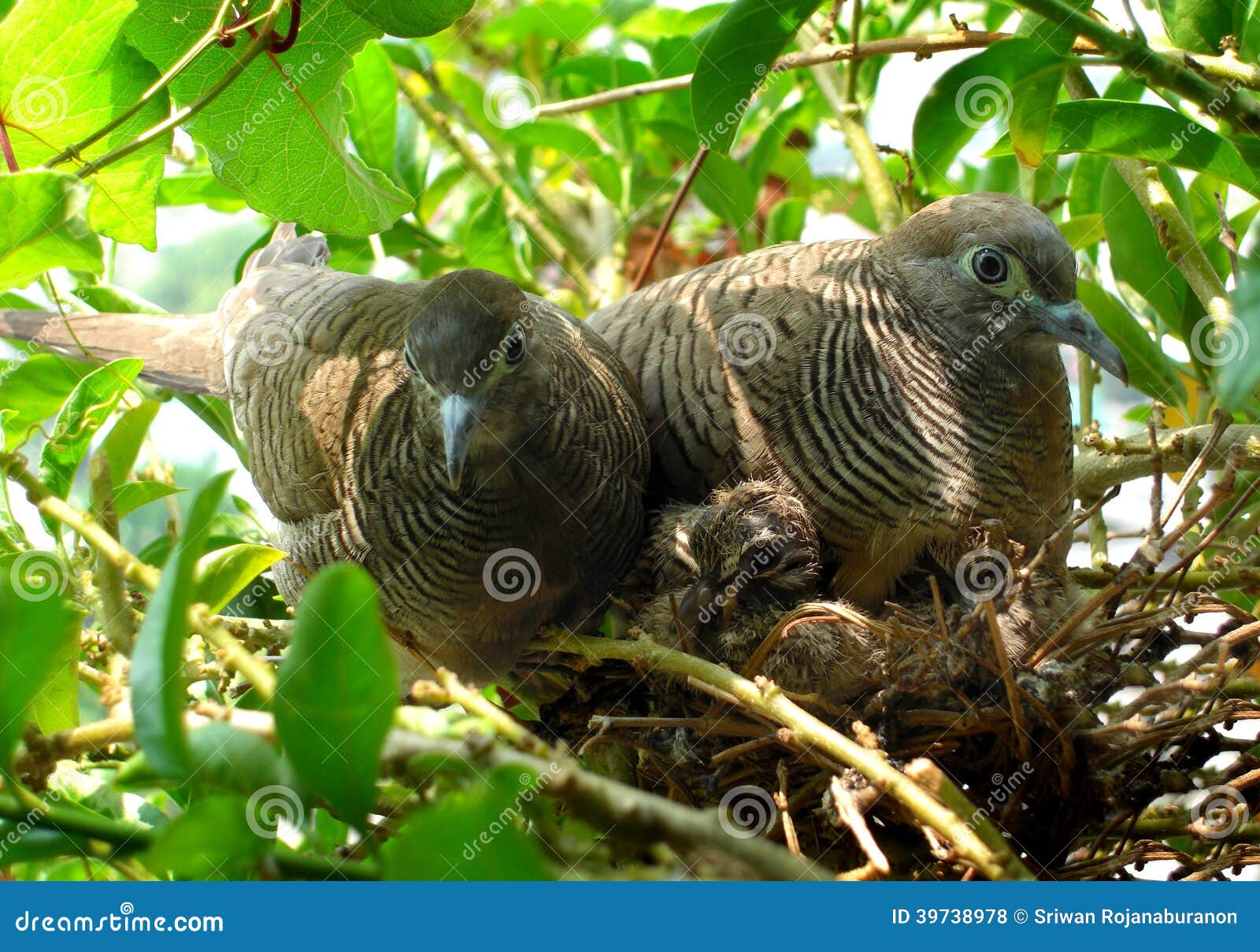 Palomas y bebés foto de archivo. Imagen de paloma, cebra - 39738978