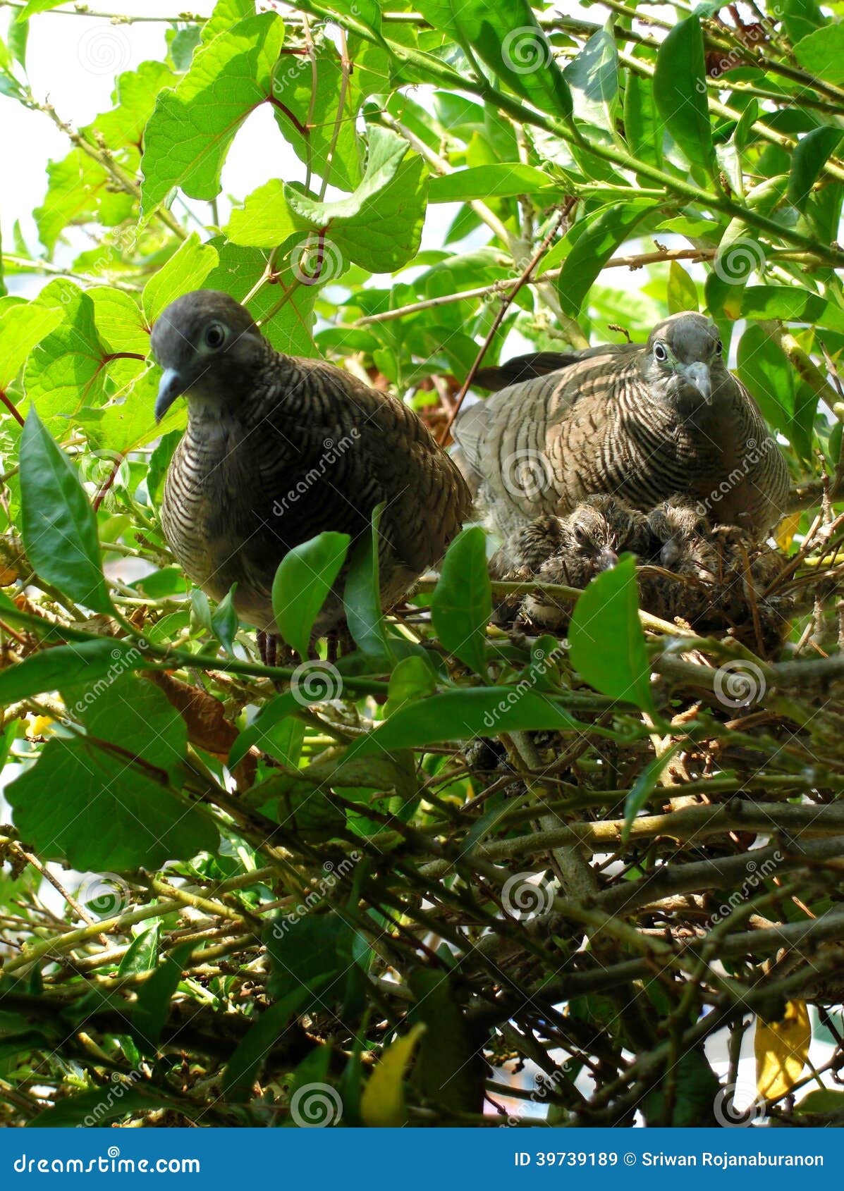 Palomas y bebés imagen de archivo. Imagen de bebé, paloma - 39739189