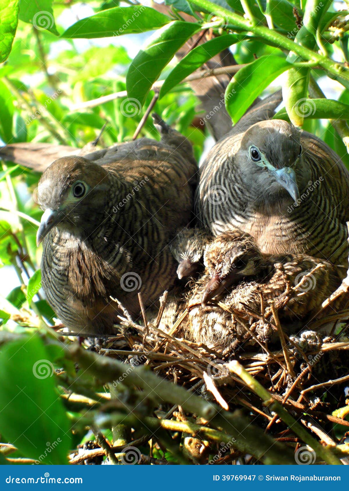 Palomas y bebés imagen de archivo. Imagen de cubo, primer - 39769947