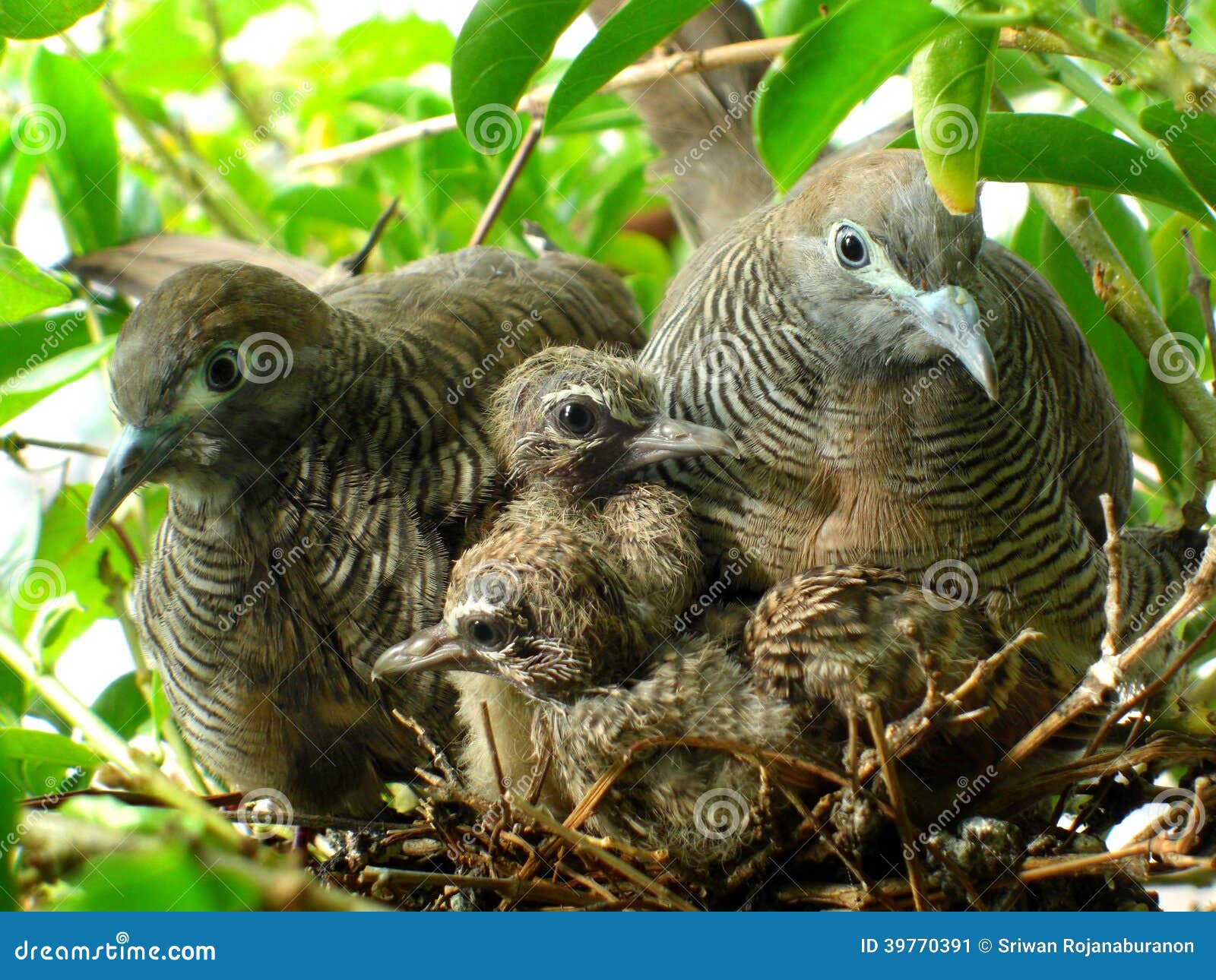 Palomas y bebés imagen de archivo. Imagen de tortuga - 39770391