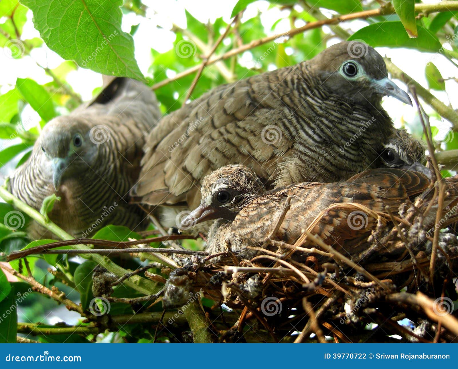 Palomas y bebés foto de archivo. Imagen de tortuga, bebés - 39770722