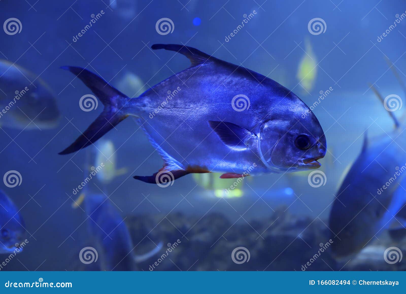 Palometa Fish Swimming in Aquarium Water Stock Photo - Image of ...