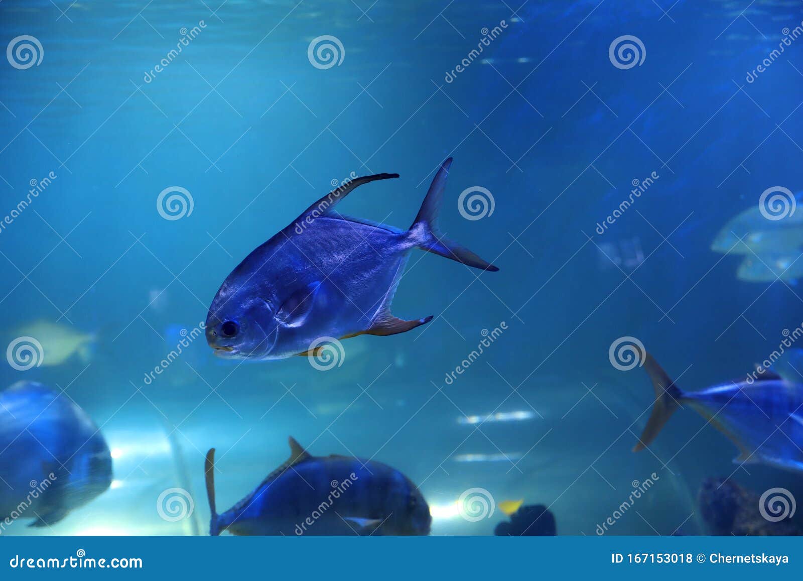 Palometa Fish Swimming in Aquarium Water Stock Photo - Image of ...