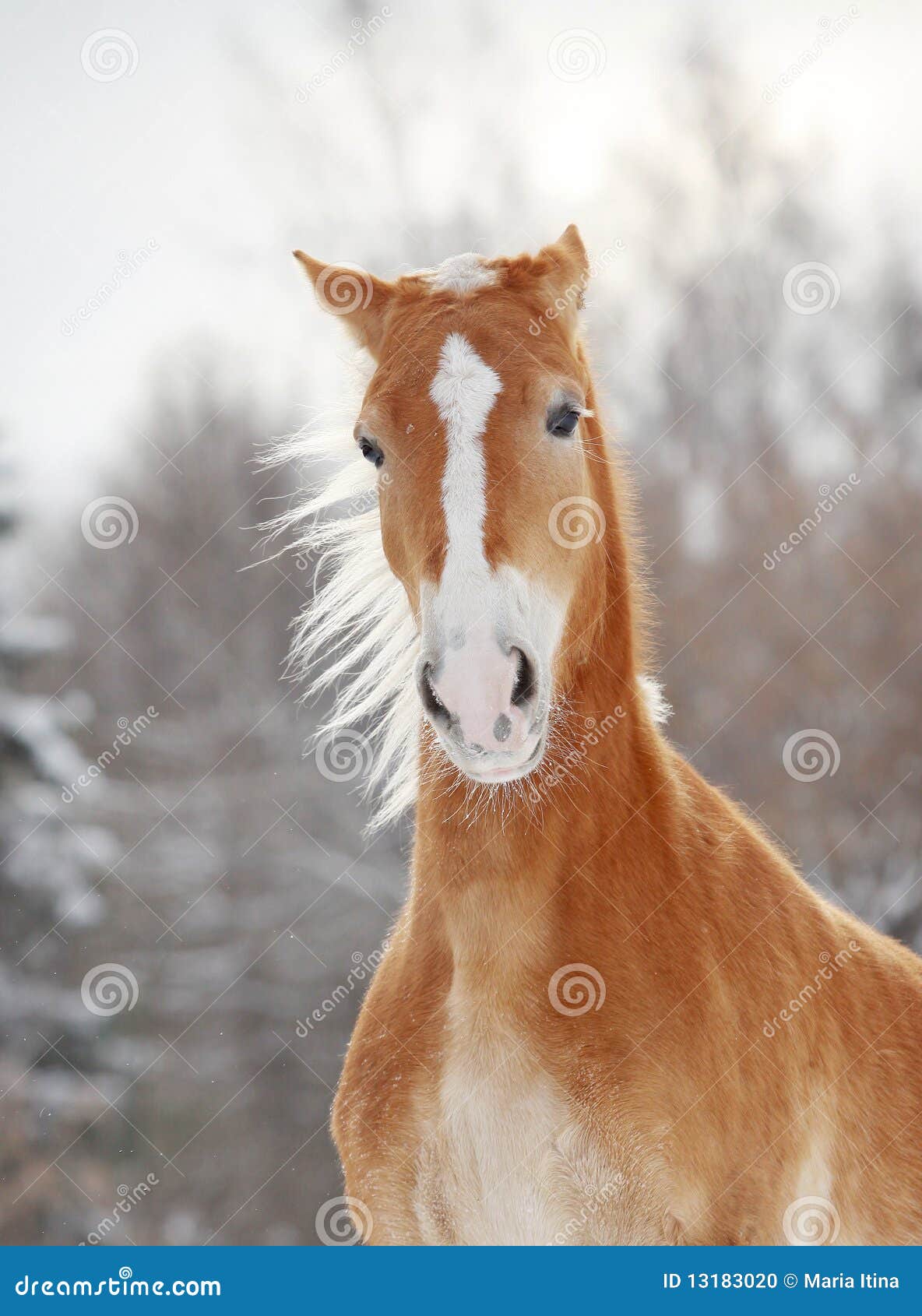 Palomino horse stock photo. Image of power, rear, freedom - 13183020