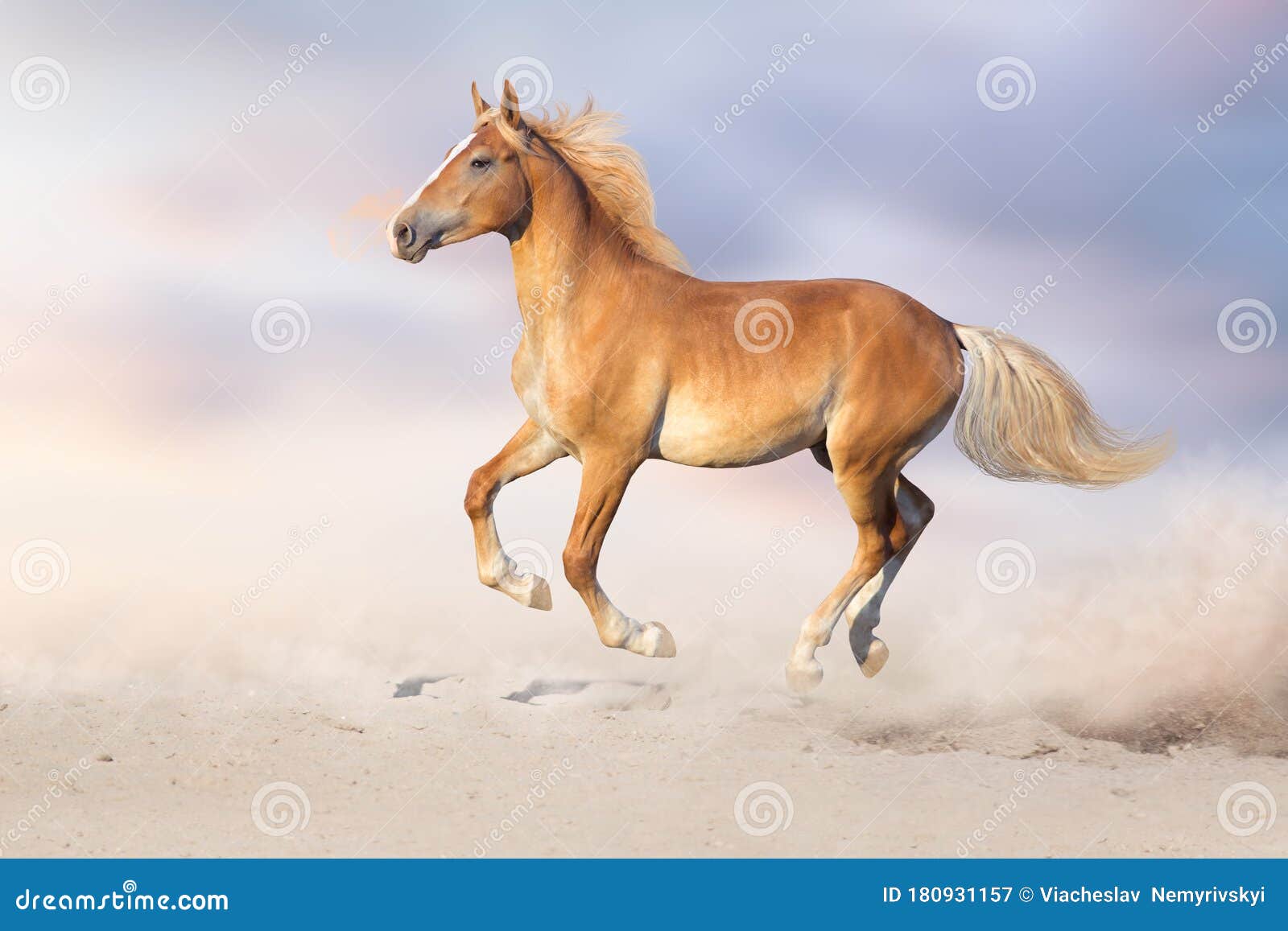 Palomino Horse Running In Water