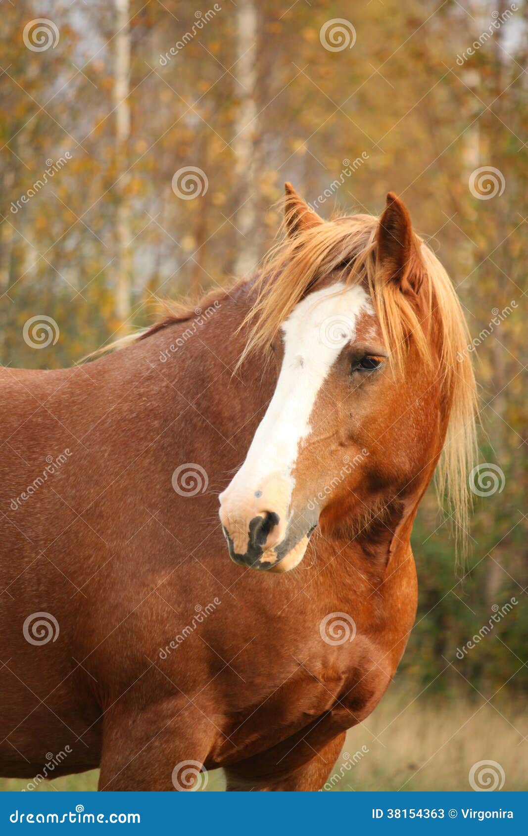 Palomino Percheron Portrait in Autumn Stock Image - Image of chestnut ...