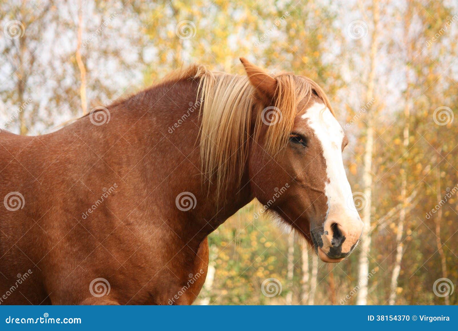 Palomino Percheron Portrait in Autumn Stock Photo - Image of equine ...