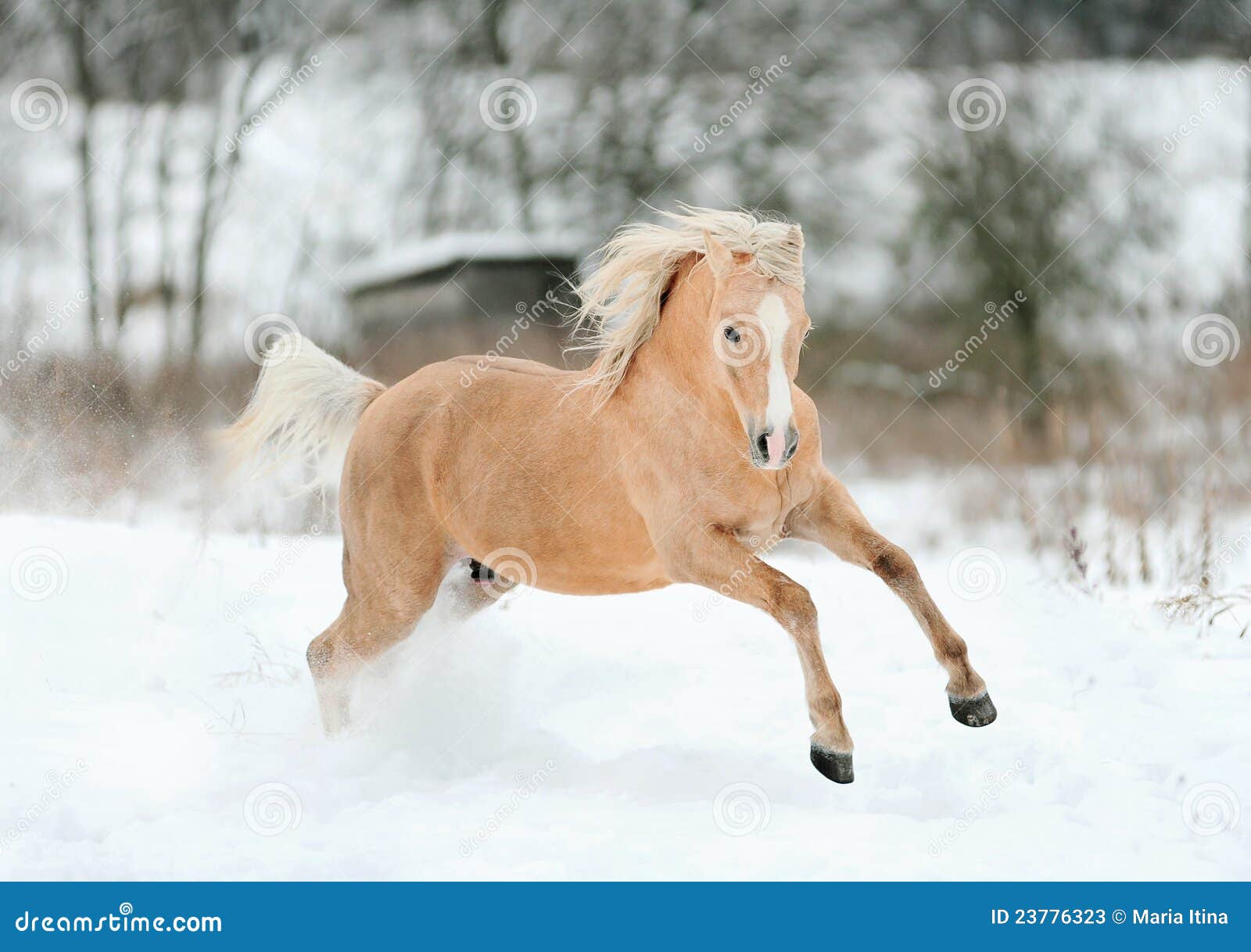 Palomino pony in winter stock image. Image of emotions - 23776323