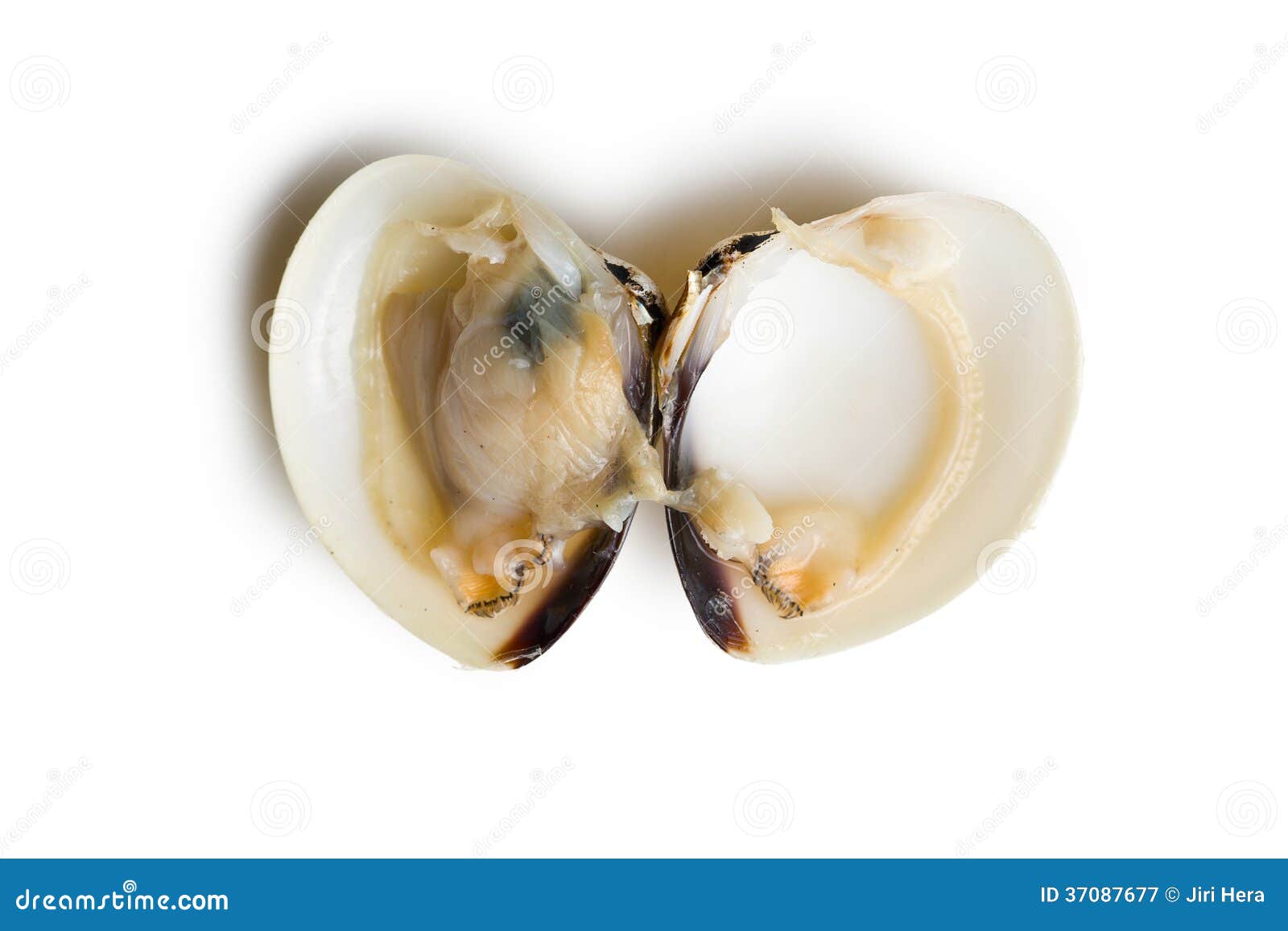 Palourde crue image stock. Image du repas, fond, unboiled - 37087677