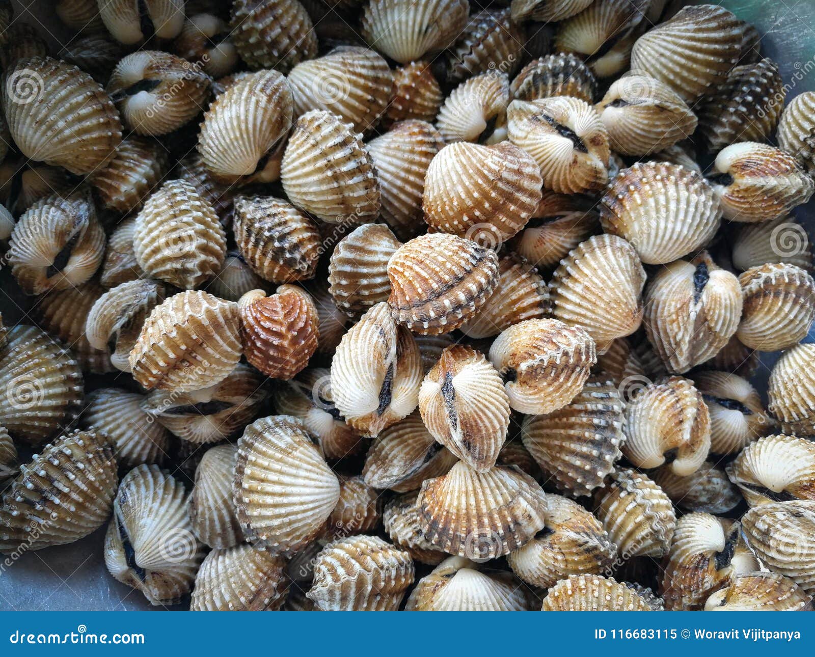 Palourdes Crues De Coques De Mer Image stock - Image of gourmet ...