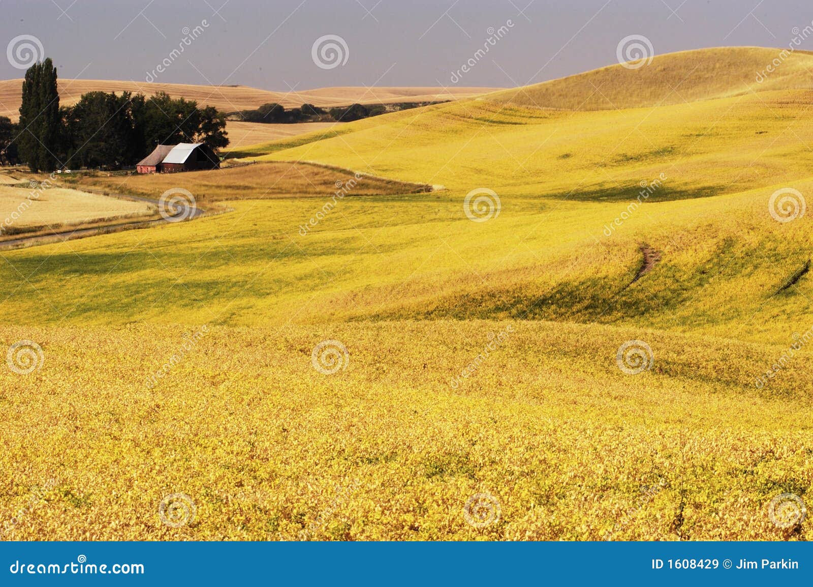 Palouse country 3 stock image. Image of agriculture, contours - 1608429
